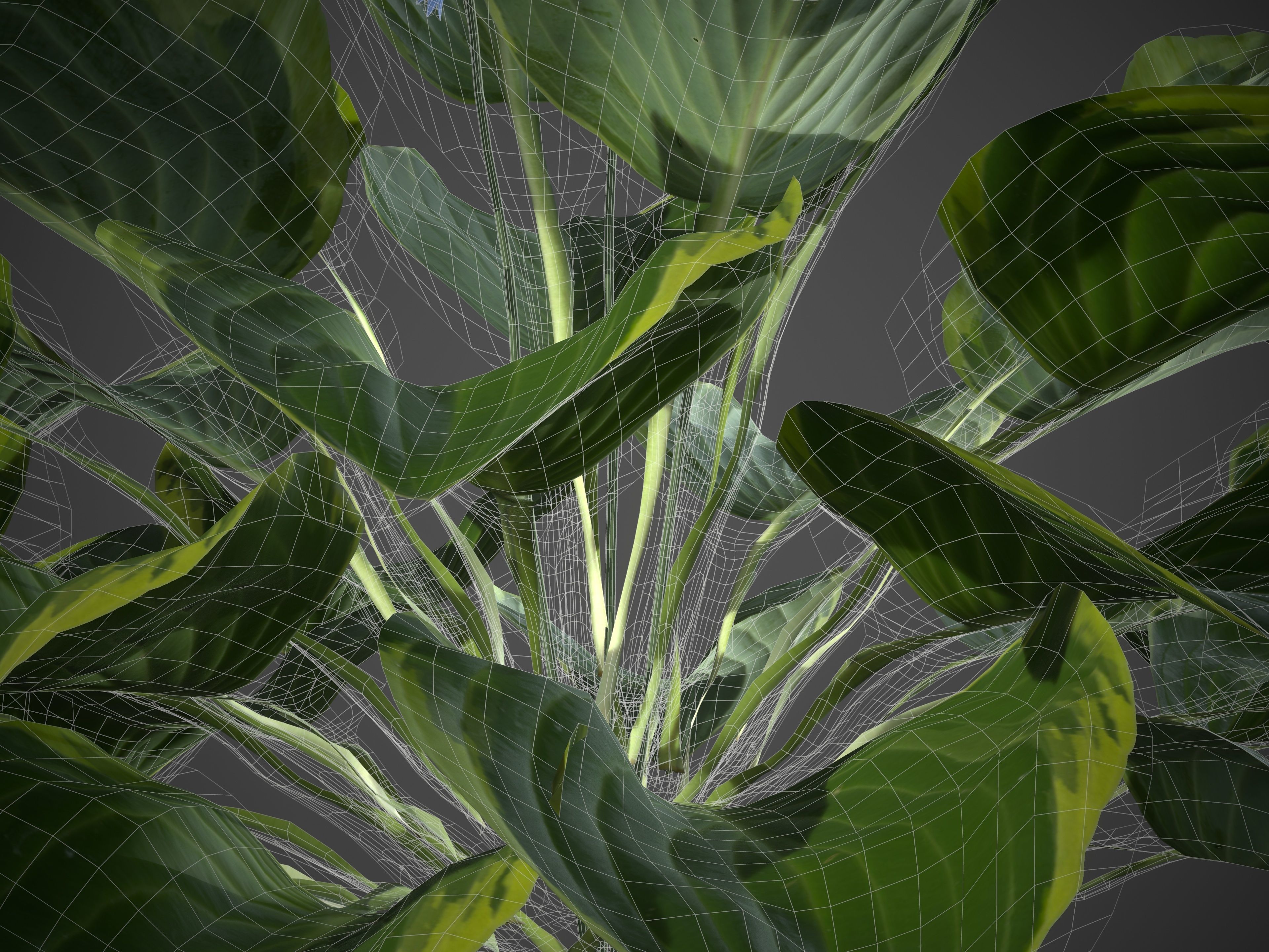 XfrogPlants Hosta 3D model | CGTrader
