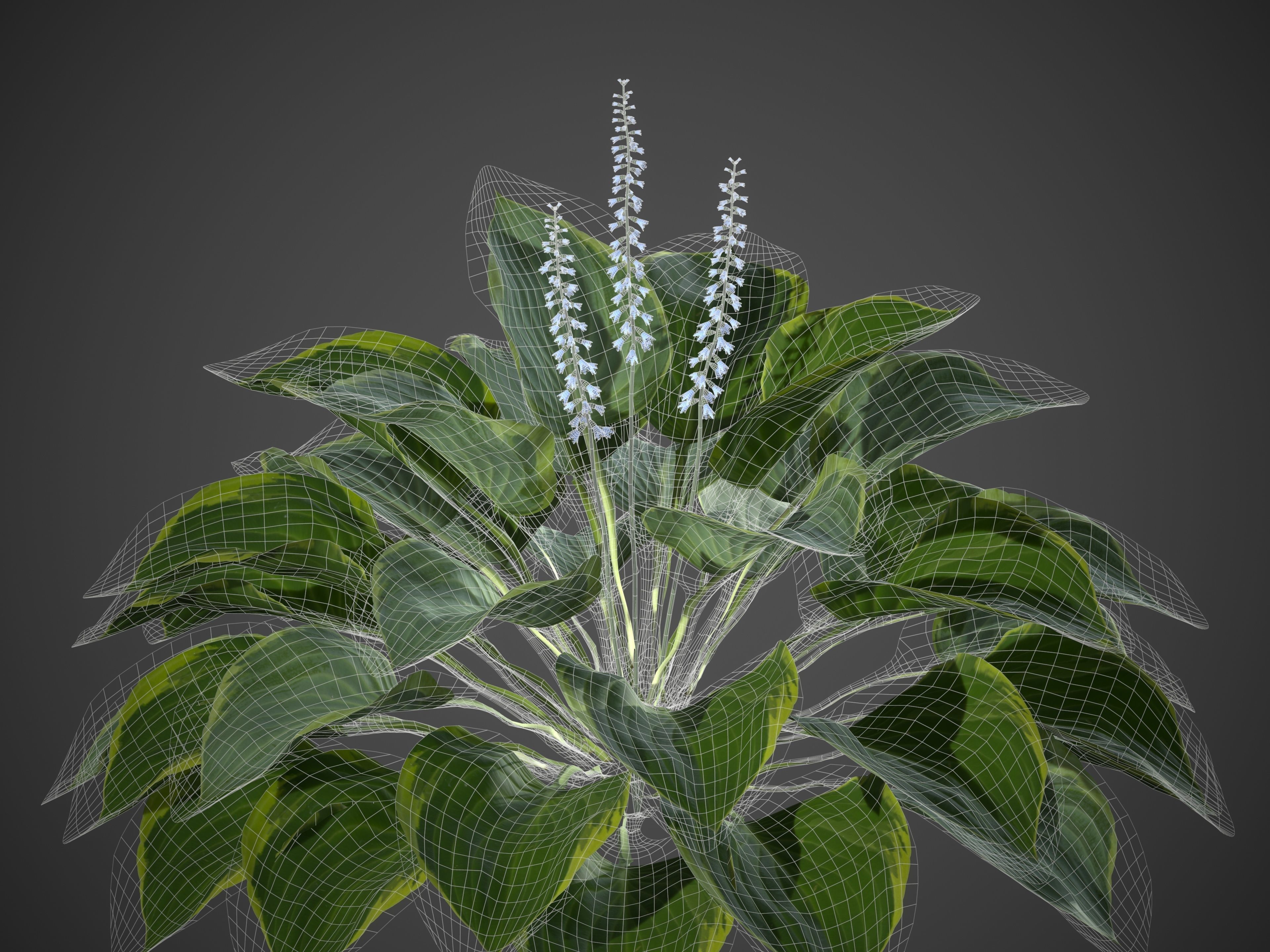 XfrogPlants Hosta 3D model | CGTrader