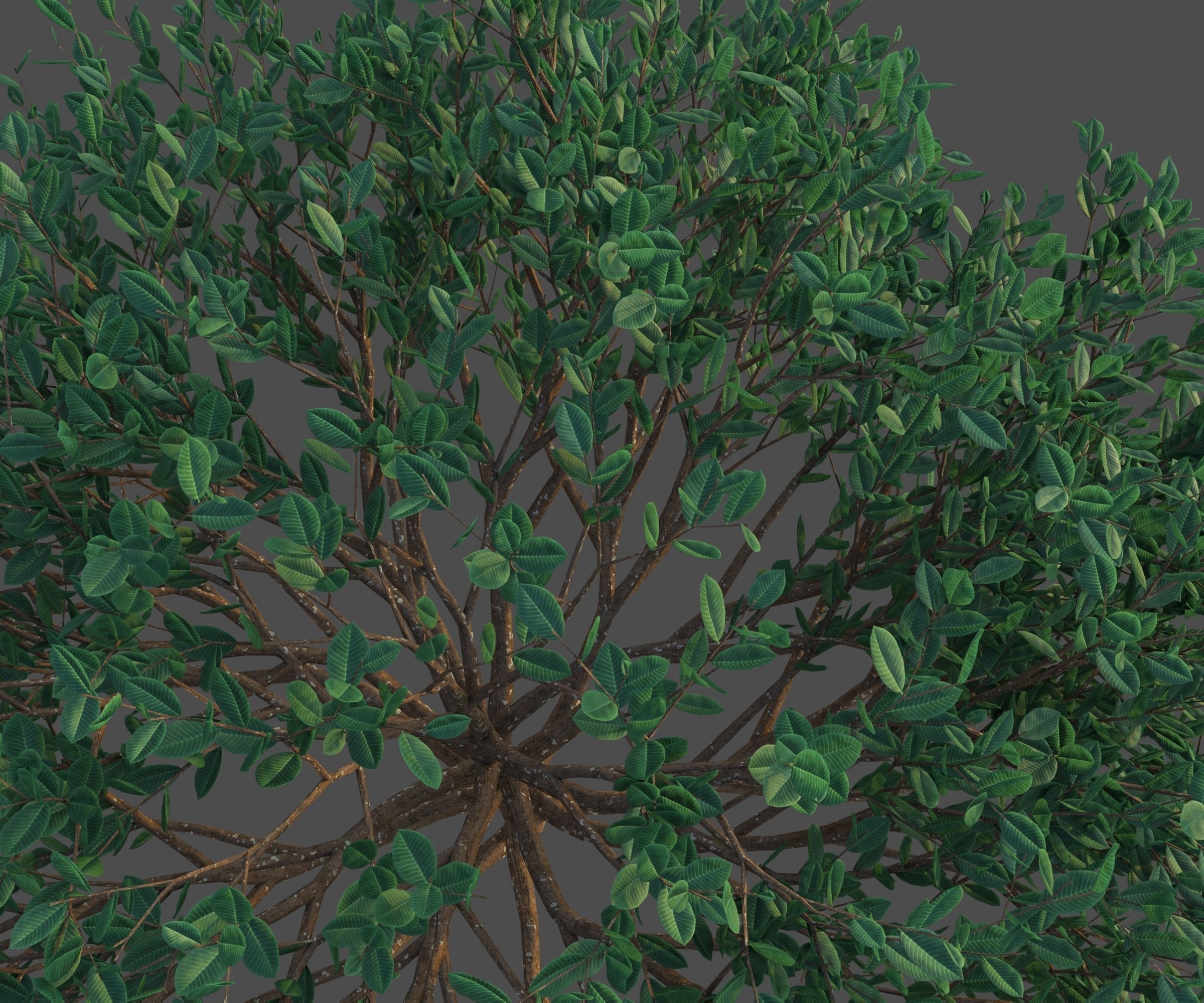 XfrogPlants Tanbark Oak - Notholicarpus Densiflorus 3D model | CGTrader