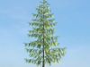 Green Tree 3D model | CGTrader