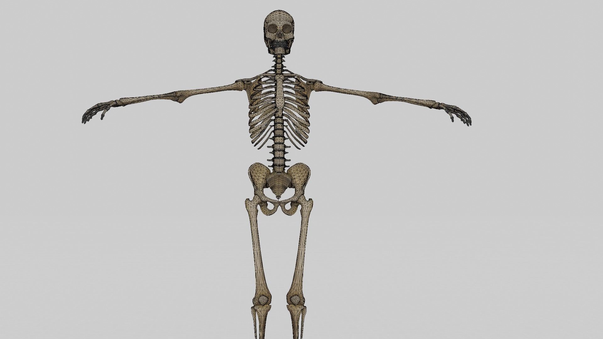 3D model human skeleton game ready model VR / AR / low-poly | CGTrader