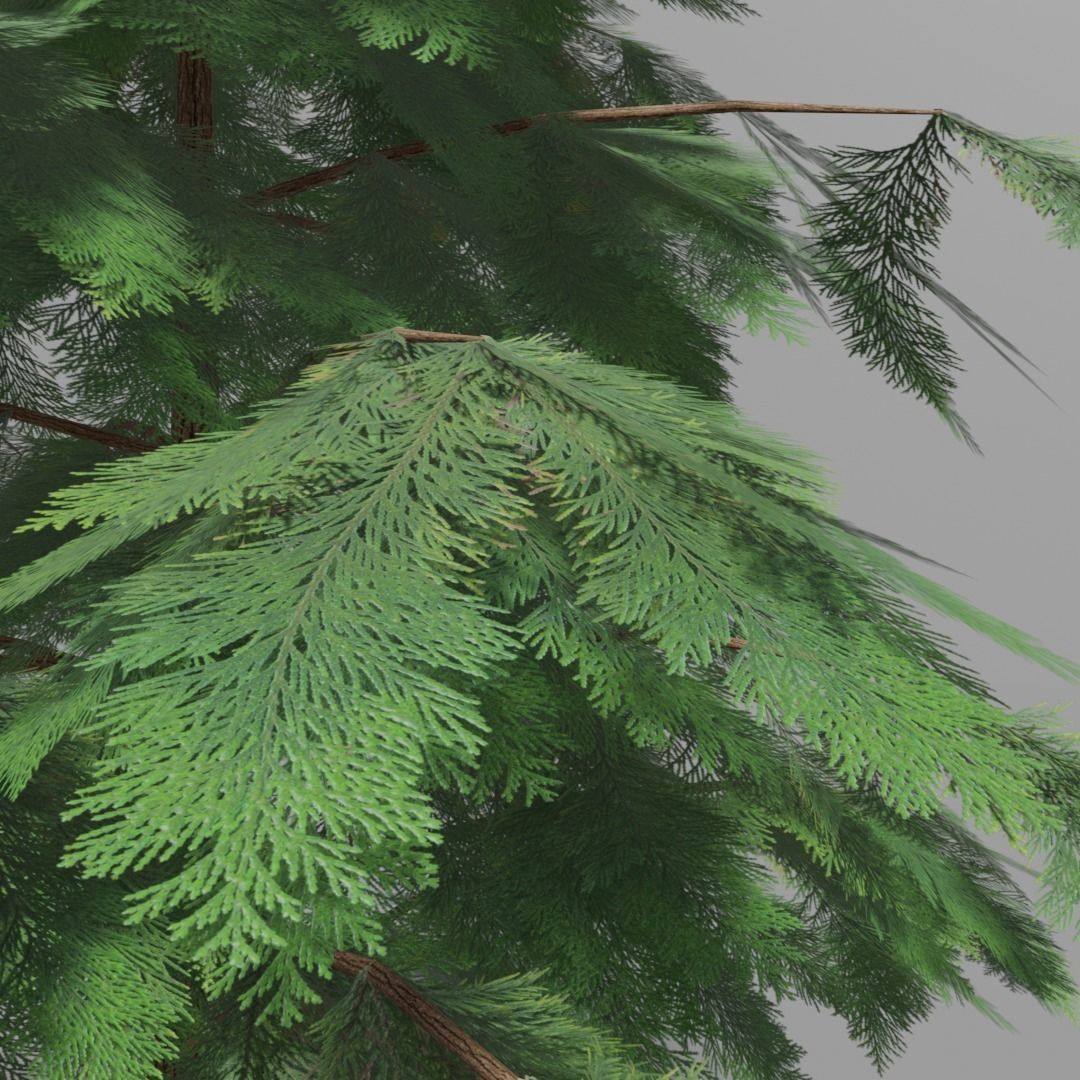 3D model Conifer - Three in One Pack - VR / AR / low-poly | CGTrader