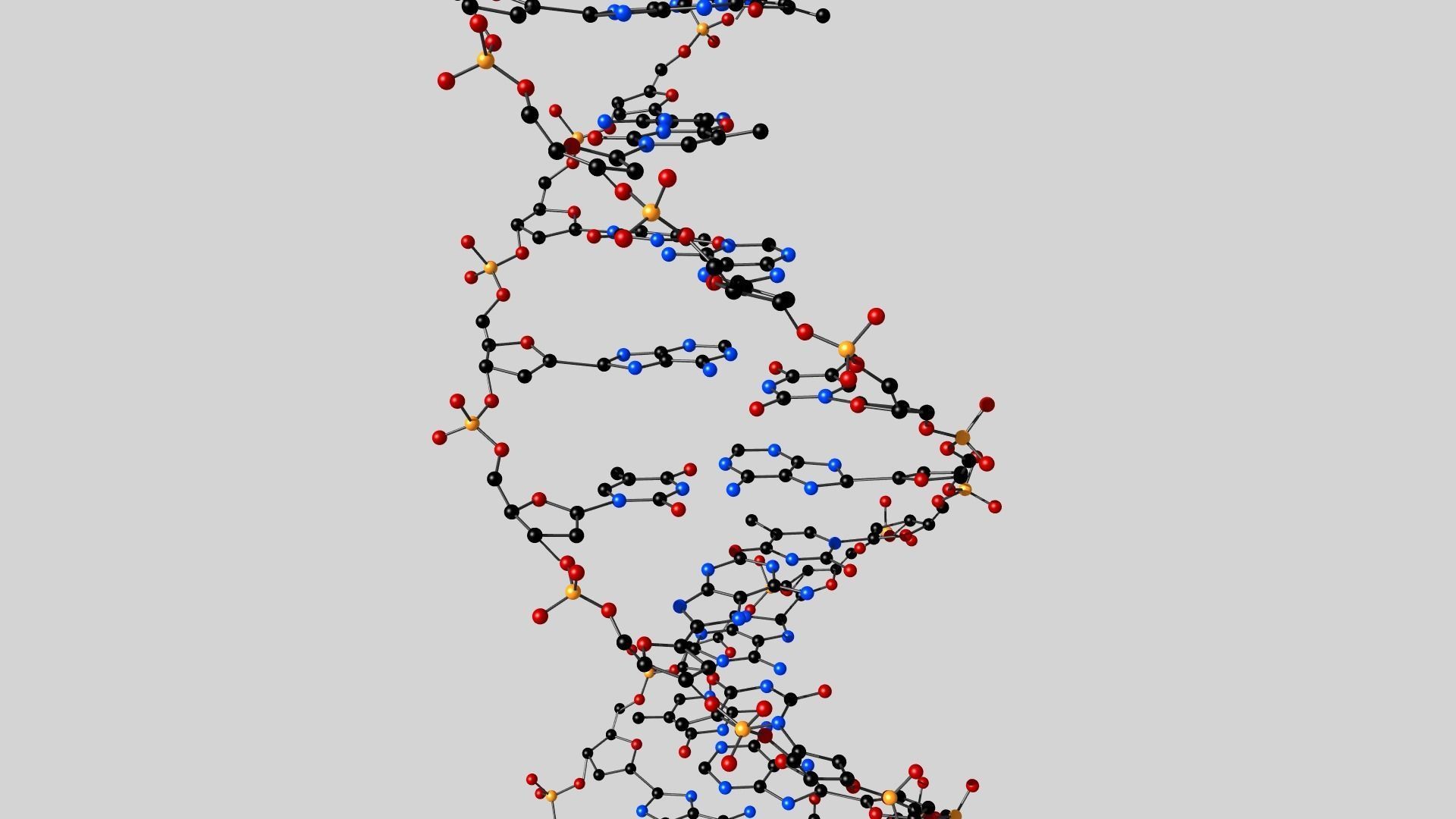 DNA double helix 3D model | CGTrader