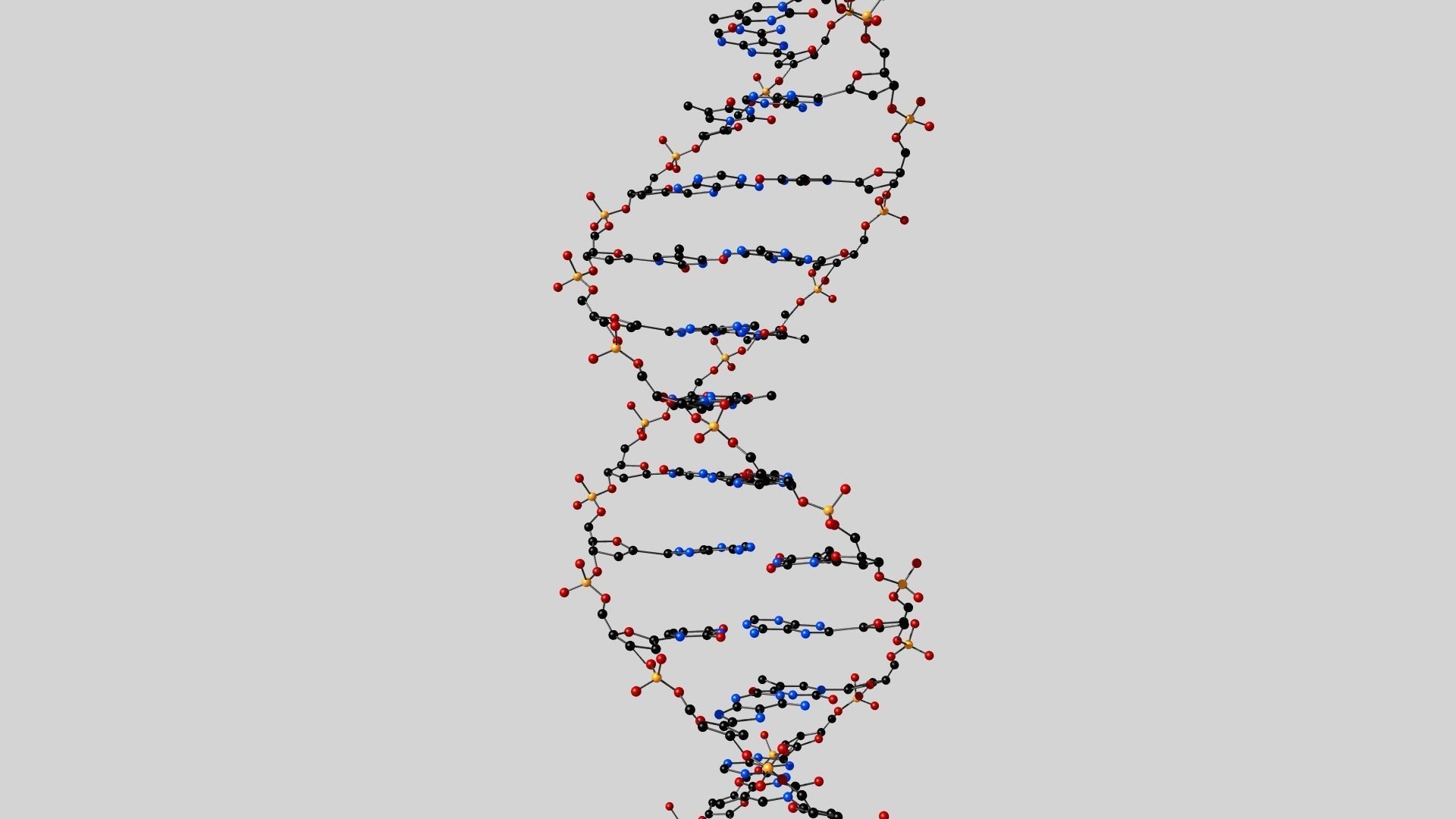 DNA double helix 3D model | CGTrader