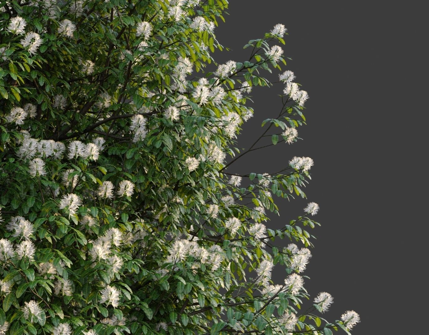 XfrogPlants Grey Myrtle - Backhousia Myrtifolia 3D model | CGTrader