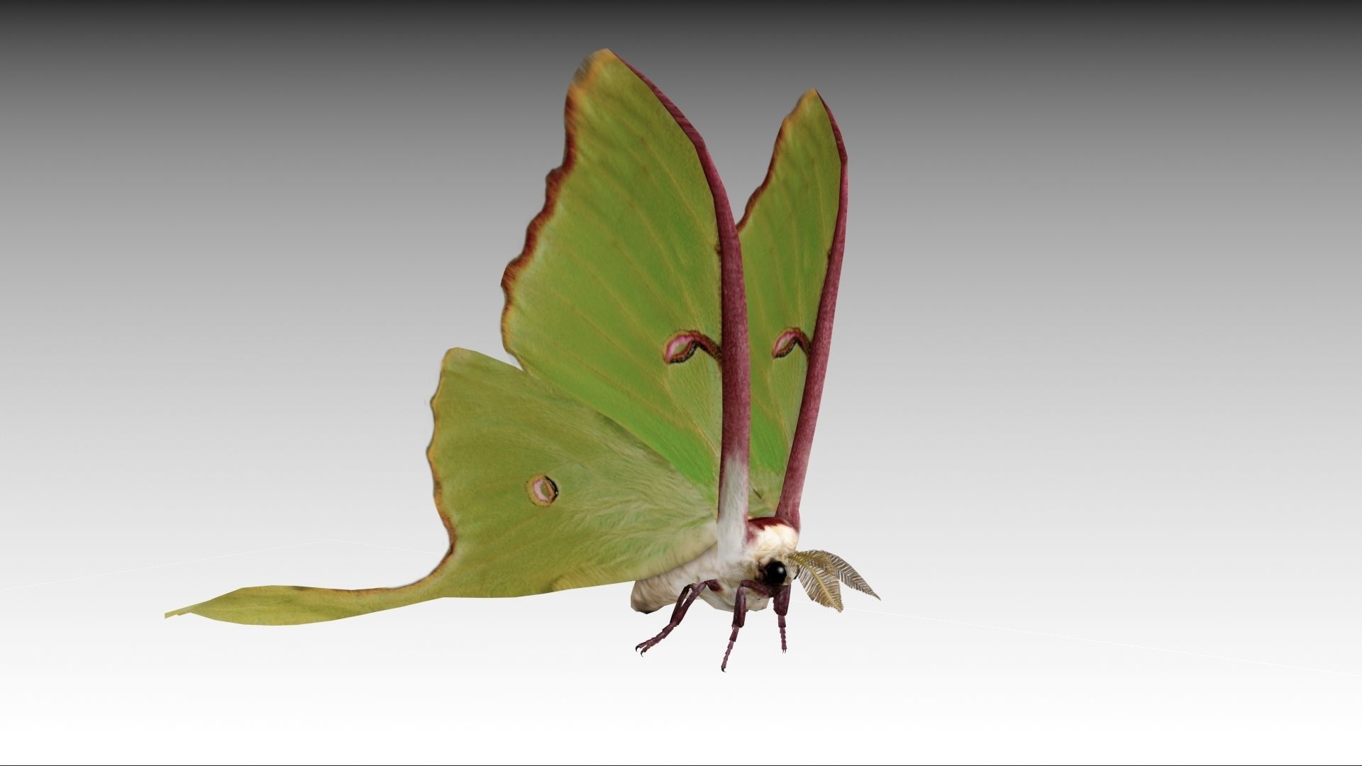 3D model Luna Moth VR / AR / low-poly rigged animated | CGTrader