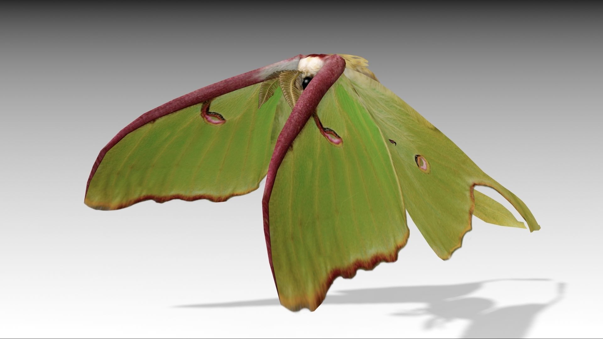 3D model Luna Moth VR / AR / low-poly rigged animated | CGTrader