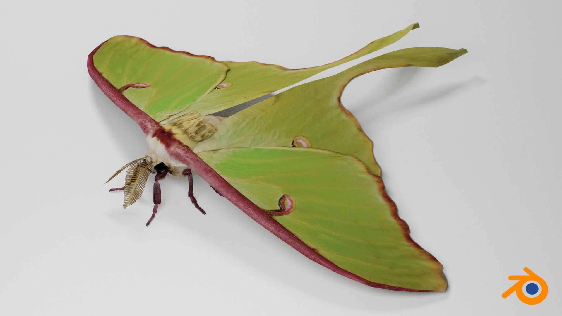 3D model Luna Moth VR / AR / low-poly rigged animated | CGTrader