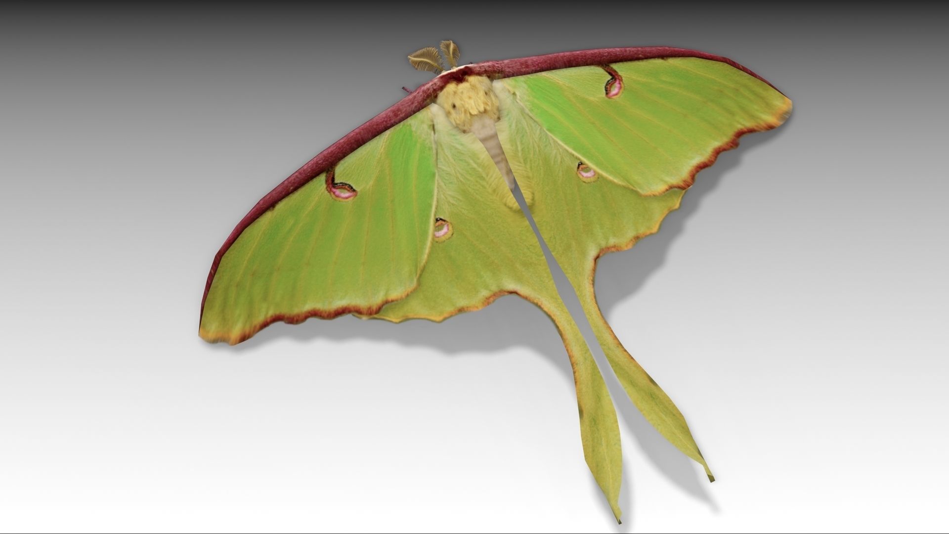 3D model Luna Moth VR / AR / low-poly rigged animated | CGTrader