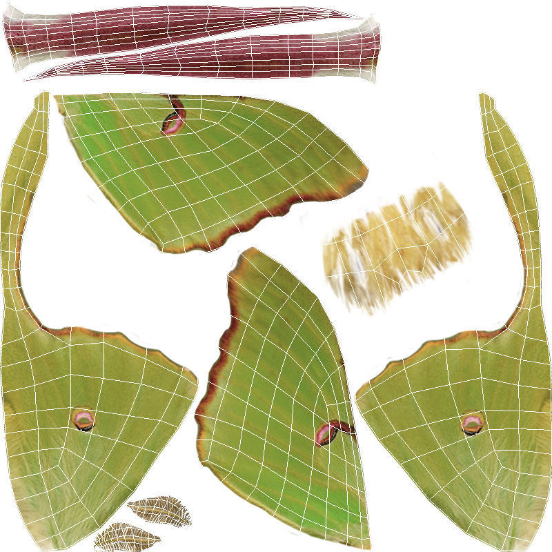 3D model Luna Moth VR / AR / low-poly rigged animated | CGTrader