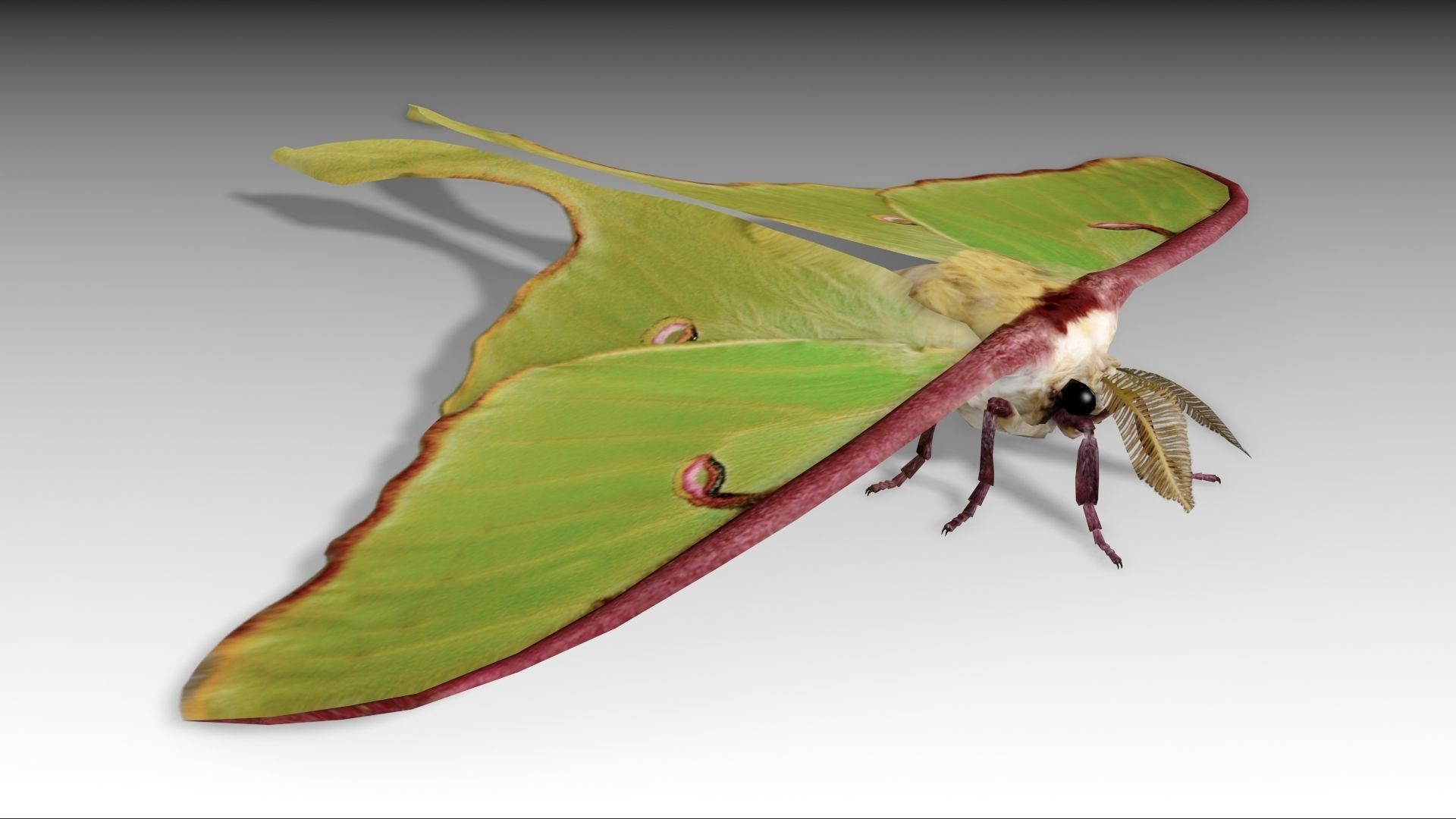 3D model Luna Moth VR / AR / low-poly rigged animated | CGTrader