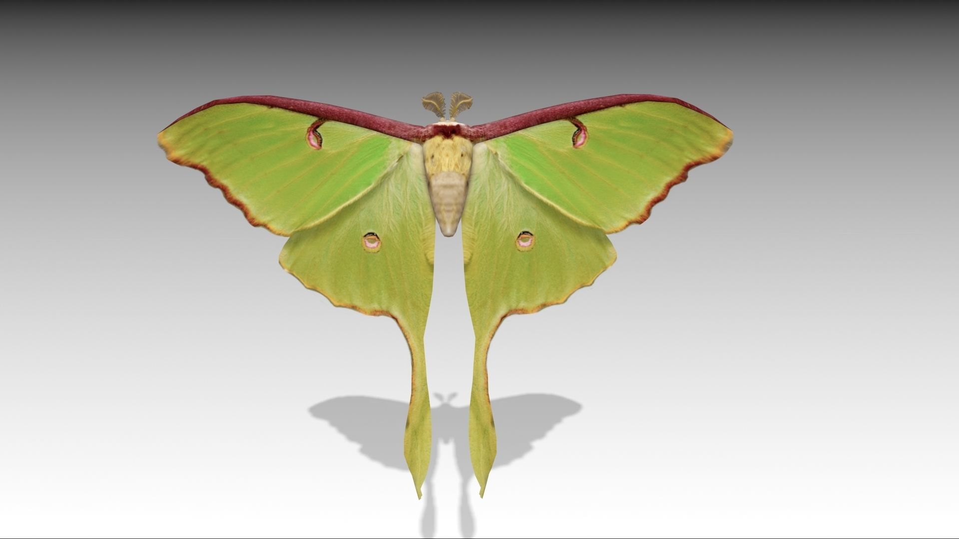3D model Luna Moth VR / AR / low-poly rigged animated | CGTrader