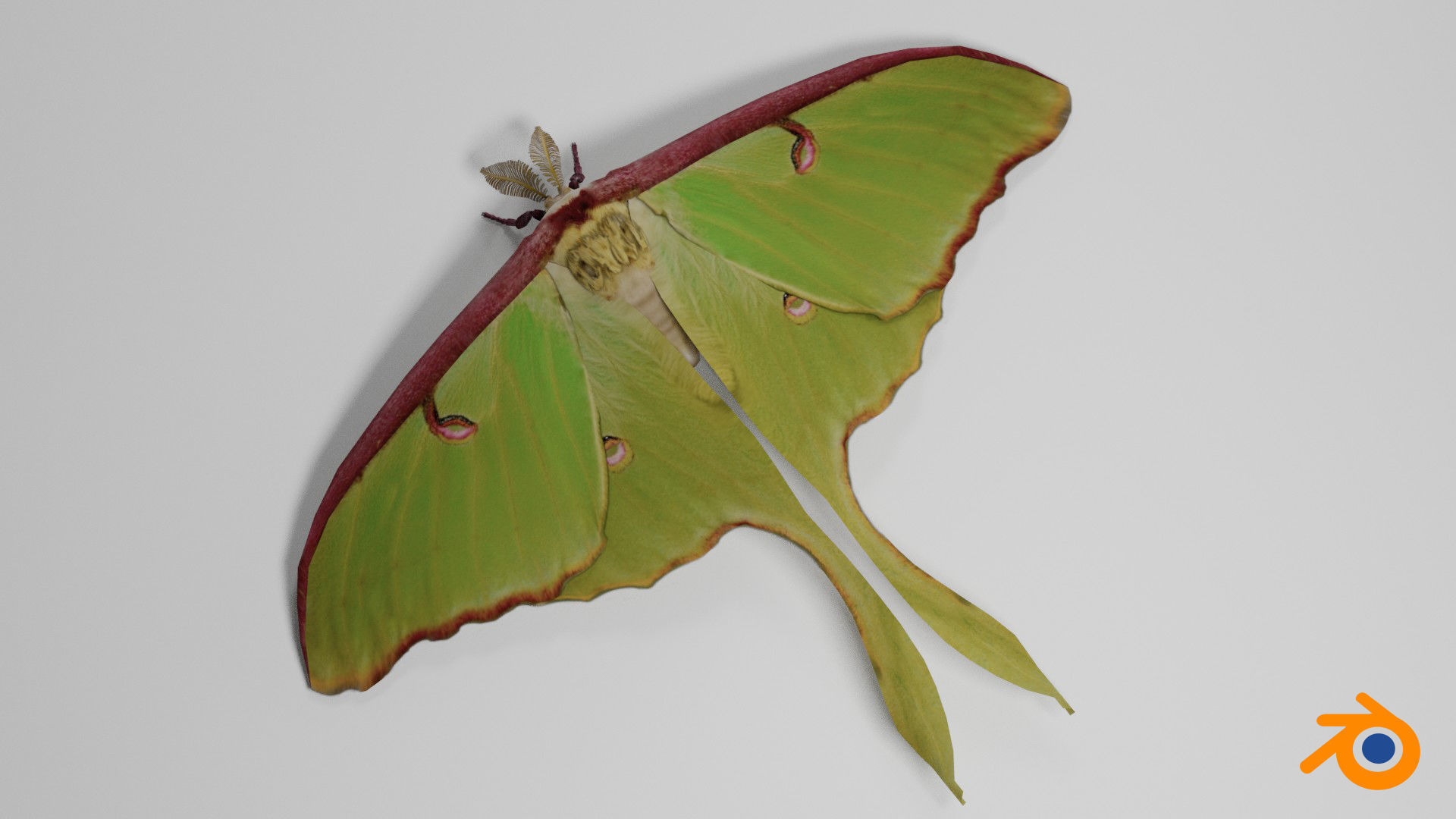 3D model Luna Moth VR / AR / low-poly rigged animated | CGTrader