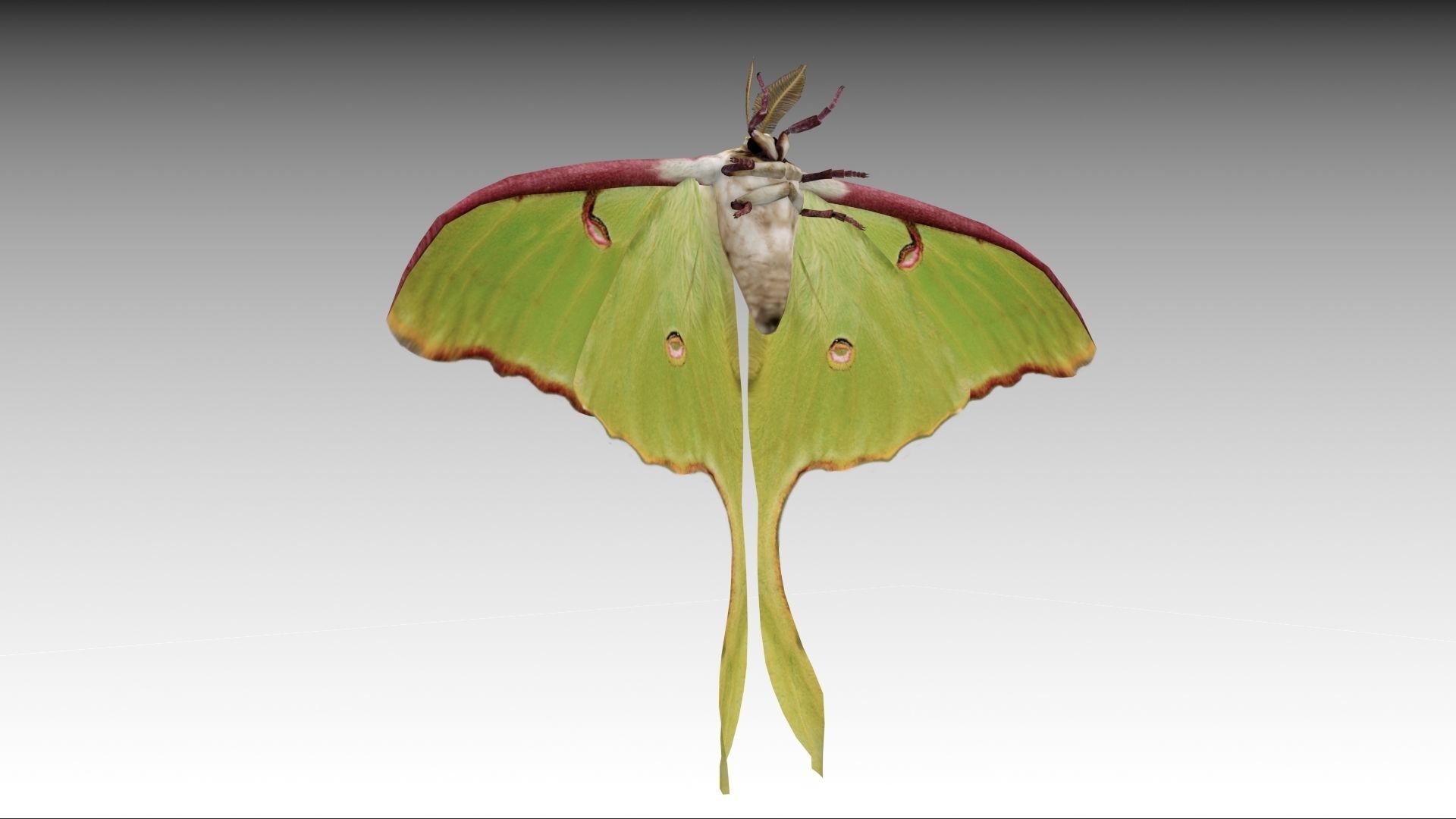 3D model Luna Moth VR / AR / low-poly rigged animated | CGTrader
