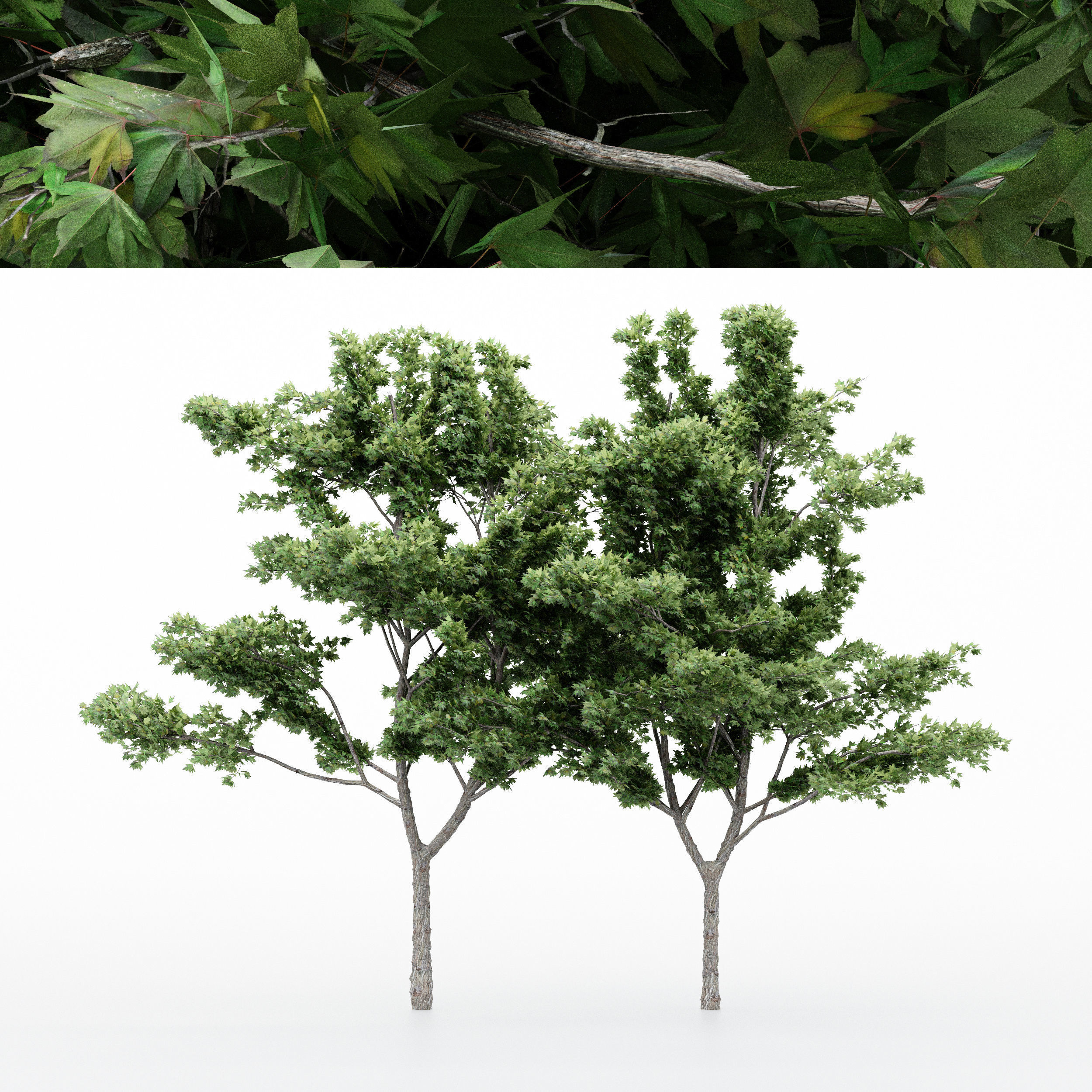 4 diffrent tree Japanese Maple 3D model | CGTrader