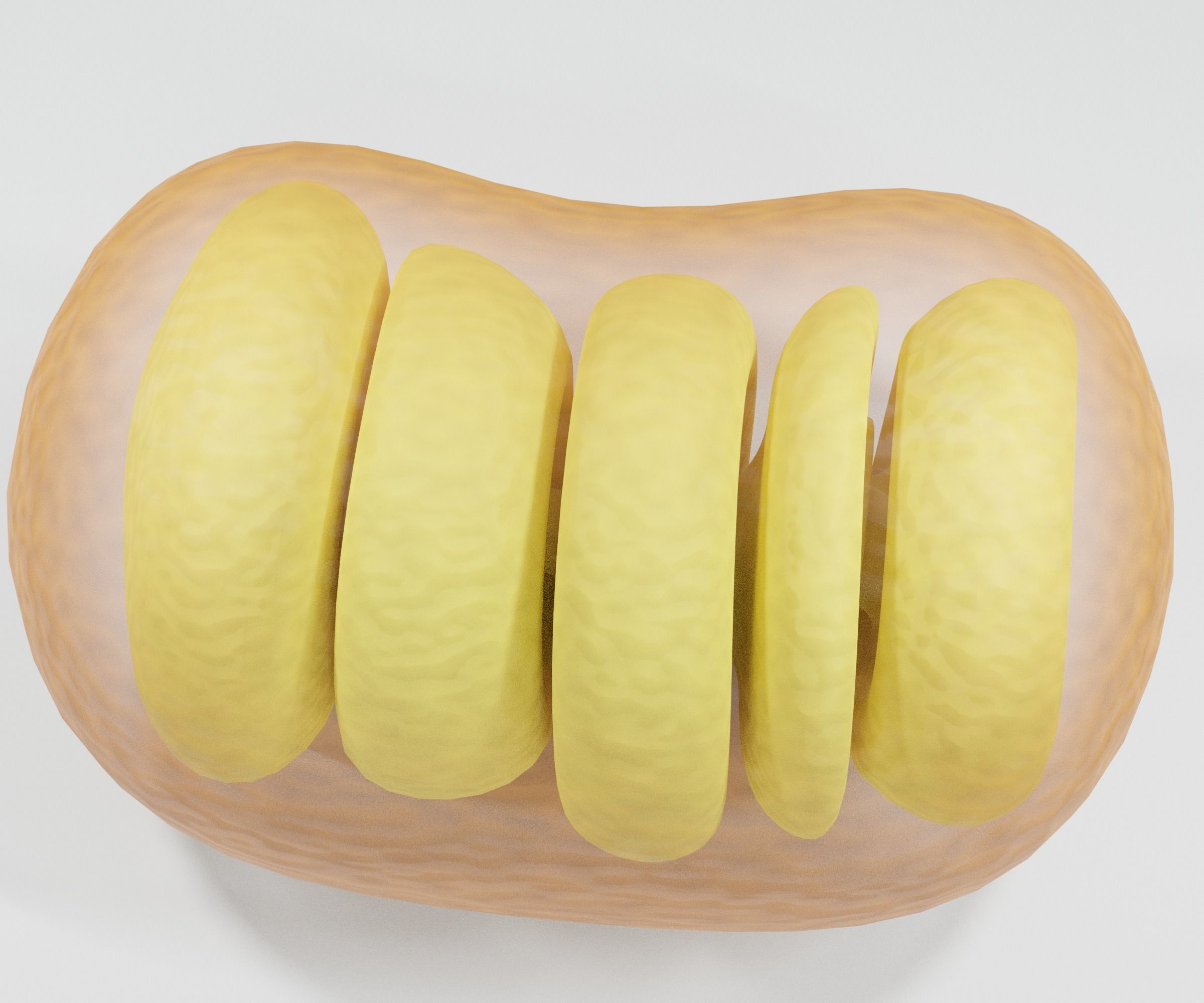 Mitochondria cut and uncut membrane 3D model | CGTrader