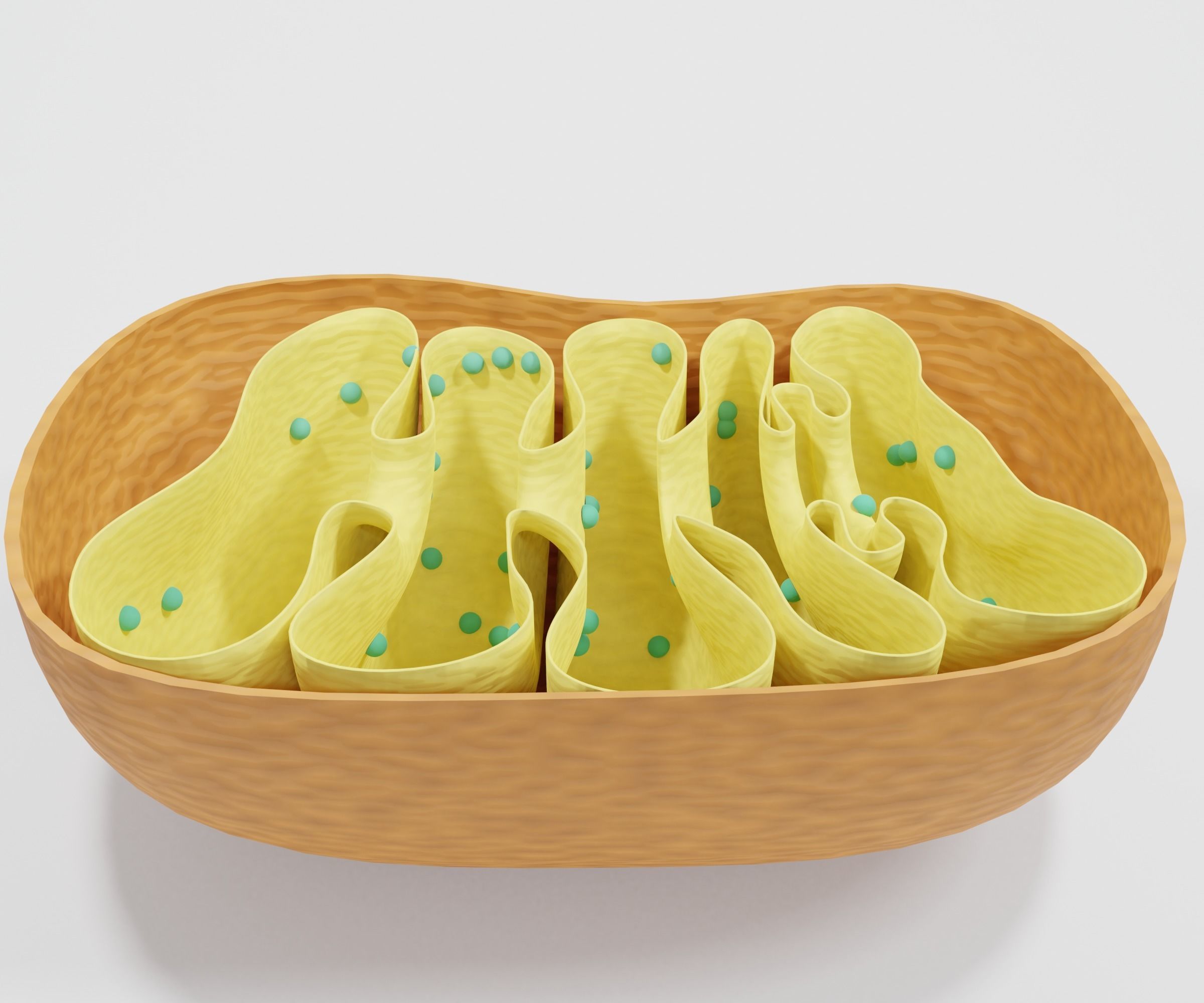 Mitochondria cut and uncut membrane 3D model | CGTrader