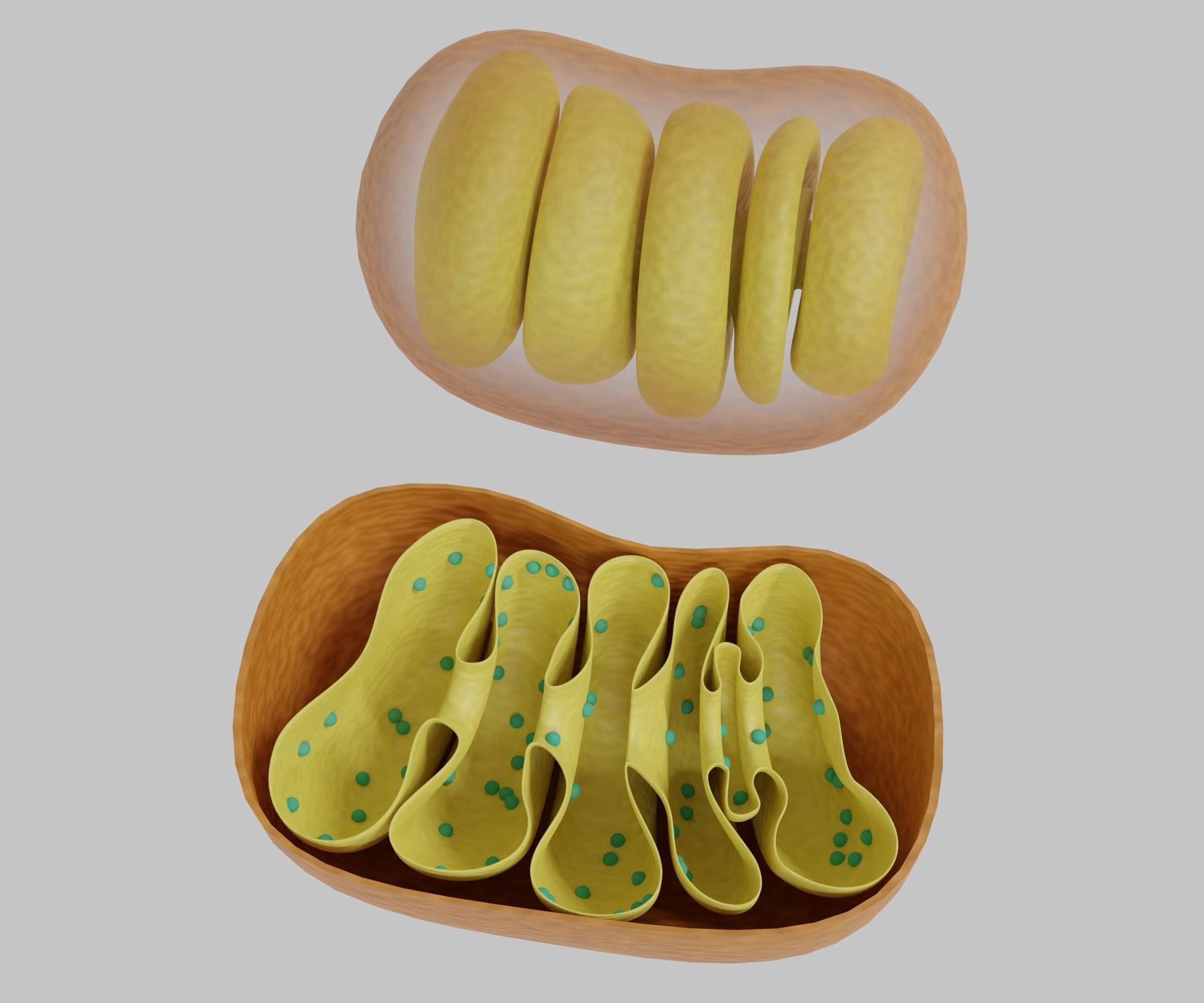 Mitochondria cut and uncut membrane 3D model | CGTrader