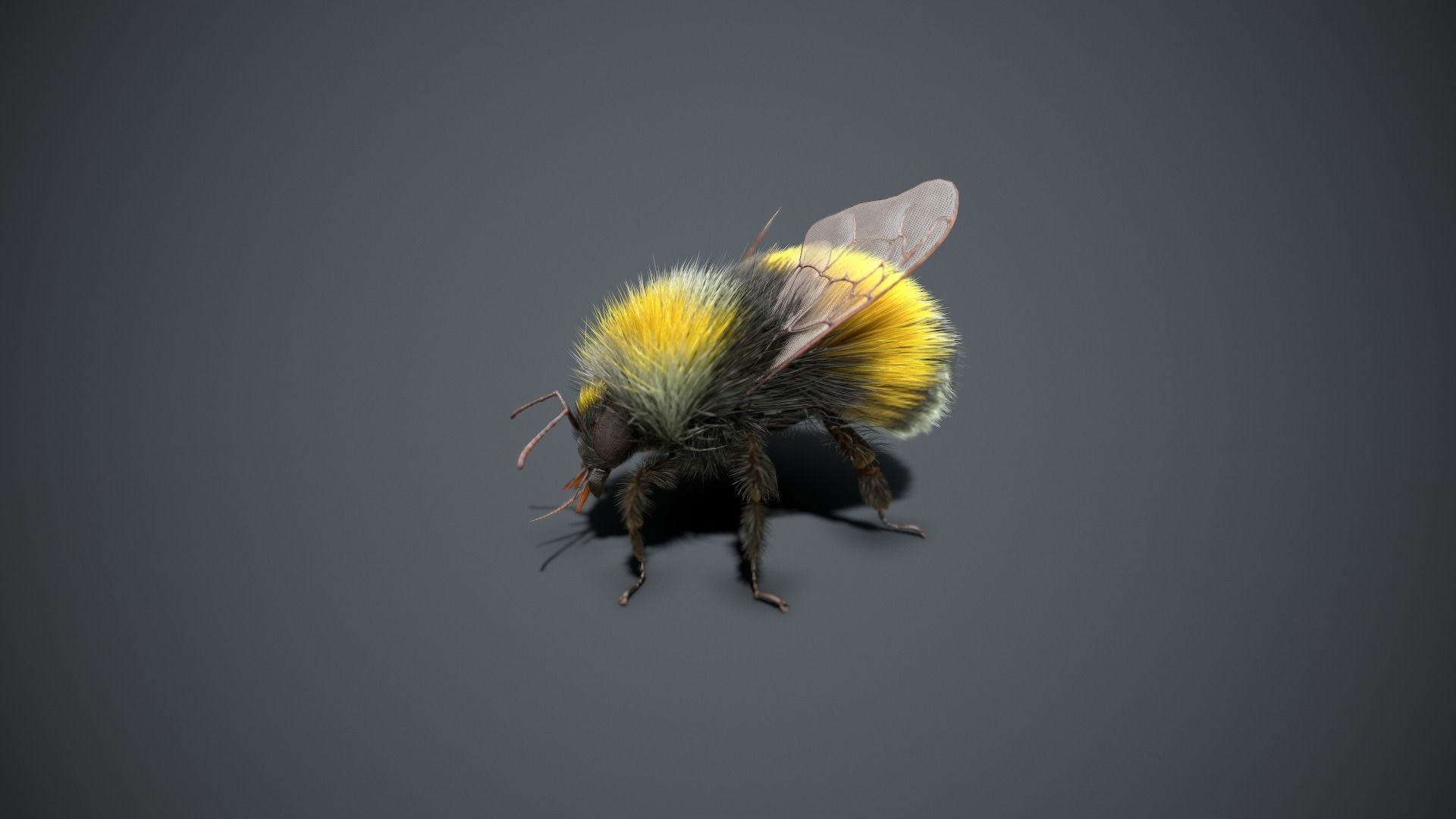 3D model Bumblebee rigged PBR VR / AR / low-poly | CGTrader