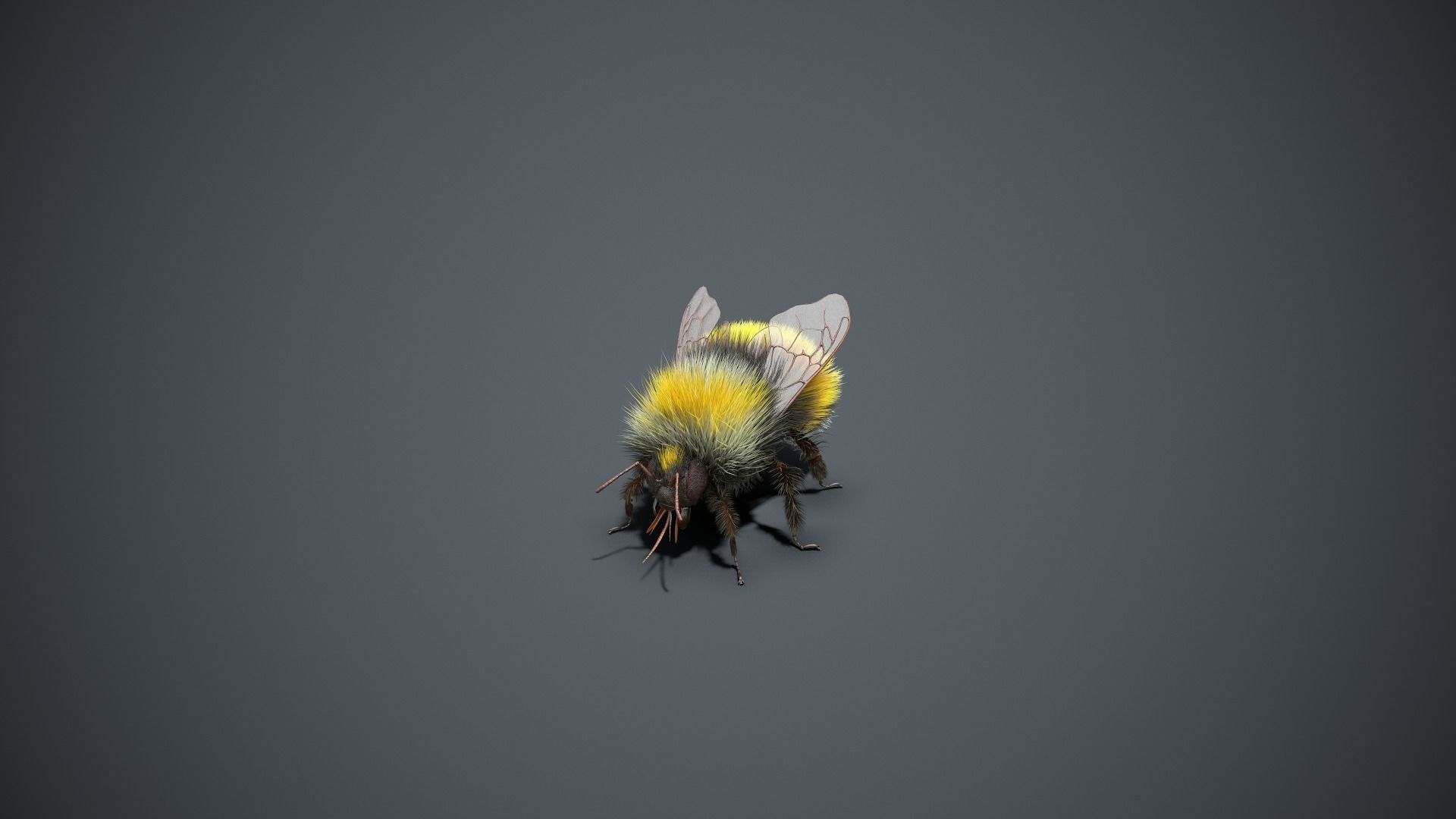 3D model Bumblebee rigged PBR VR / AR / low-poly | CGTrader