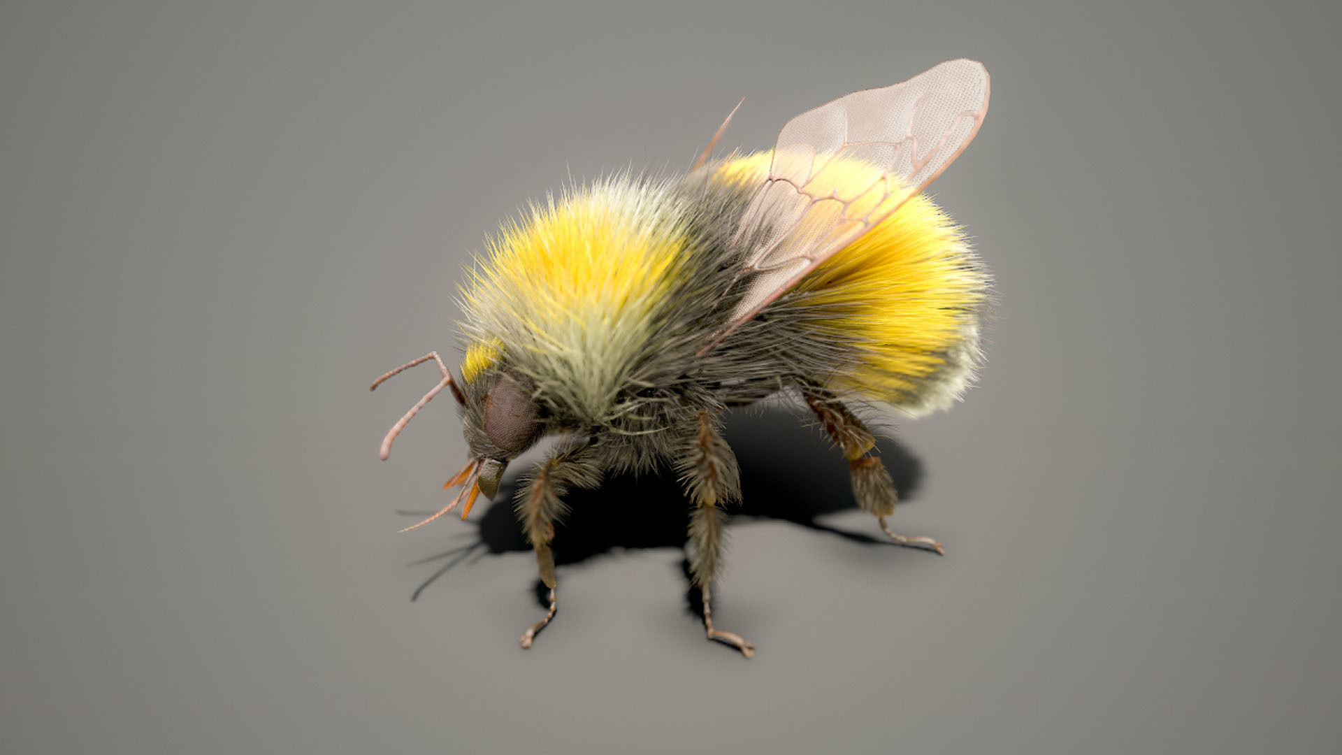 3D model Bumblebee rigged PBR VR / AR / low-poly | CGTrader
