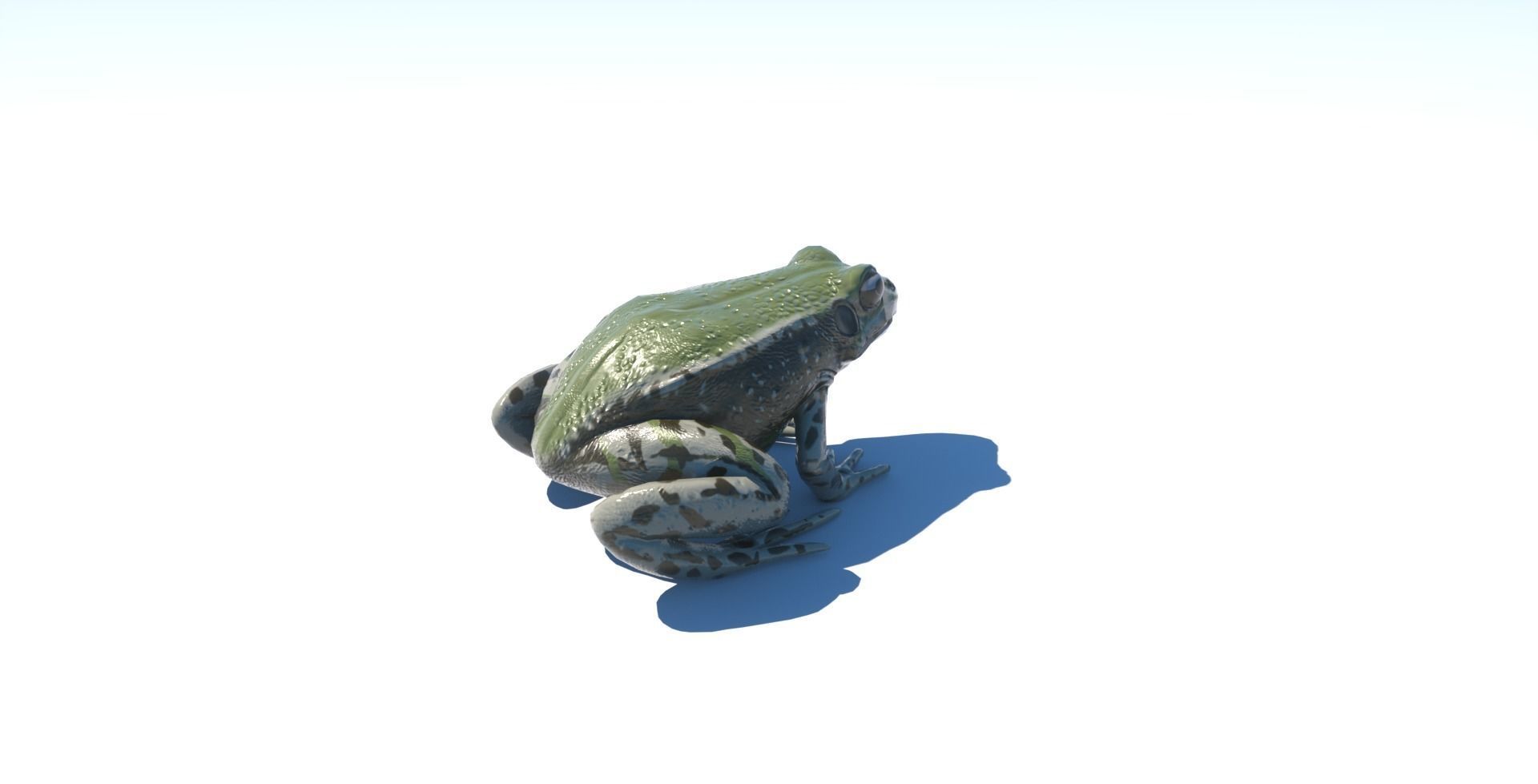 Frog low-poly 3D model on sky free VR / AR / low-poly 3D model | CGTrader