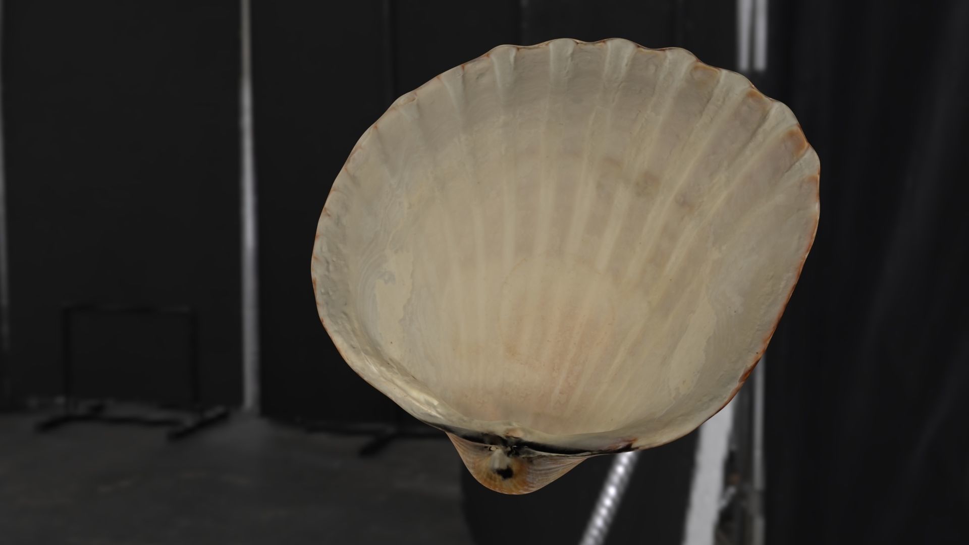 Cockle Sea Shell 3D model | CGTrader