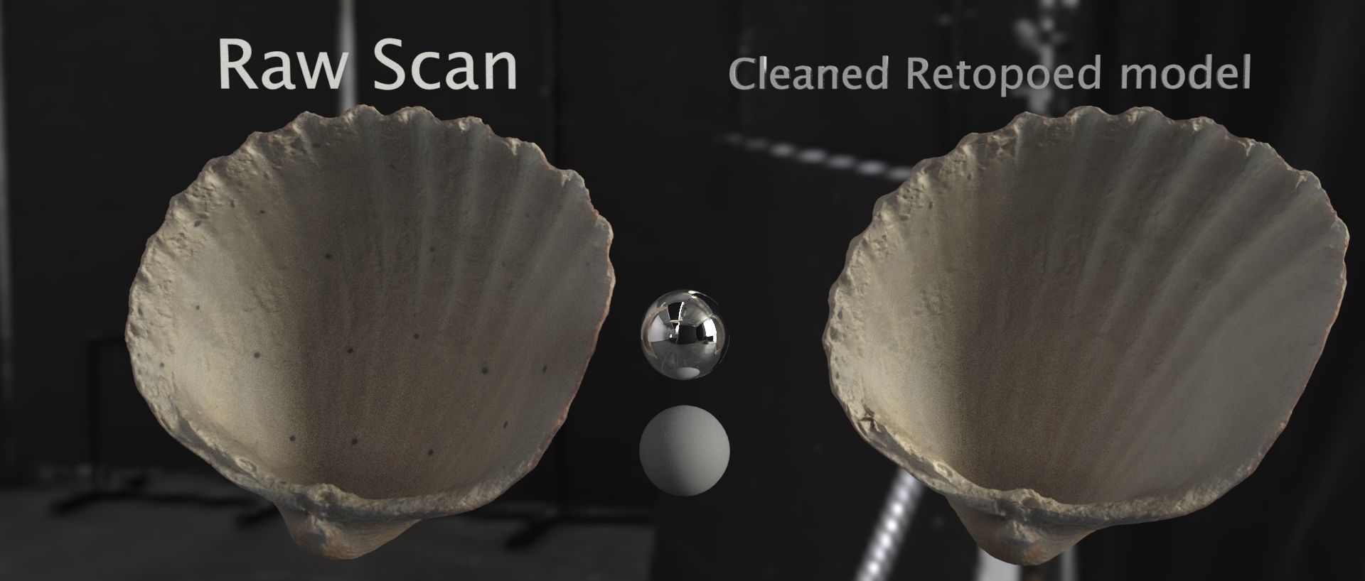 Cockle Sea Shell 3D model | CGTrader