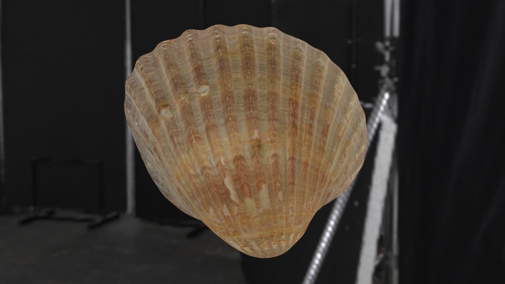 Cockle Sea Shell 3D model | CGTrader