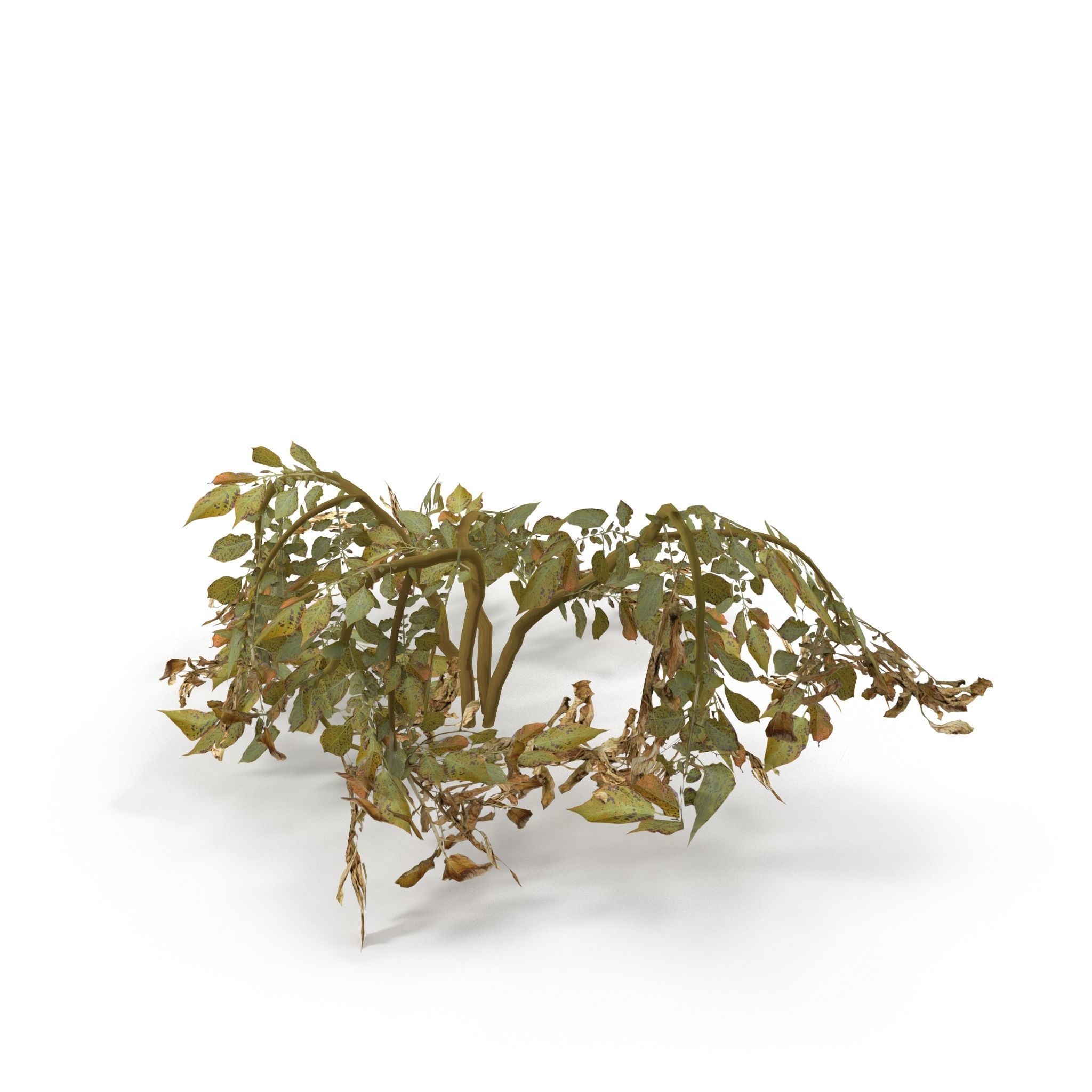 Withered potato tuber 2 3D model | CGTrader