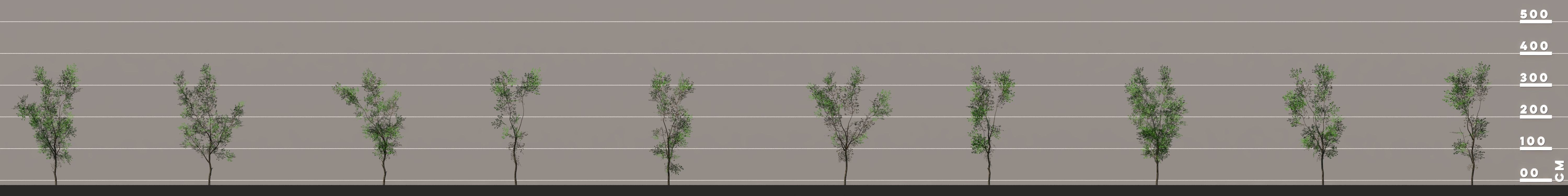 Small Tree Pack - 10 SKP and FBX trees free 3D model | CGTrader