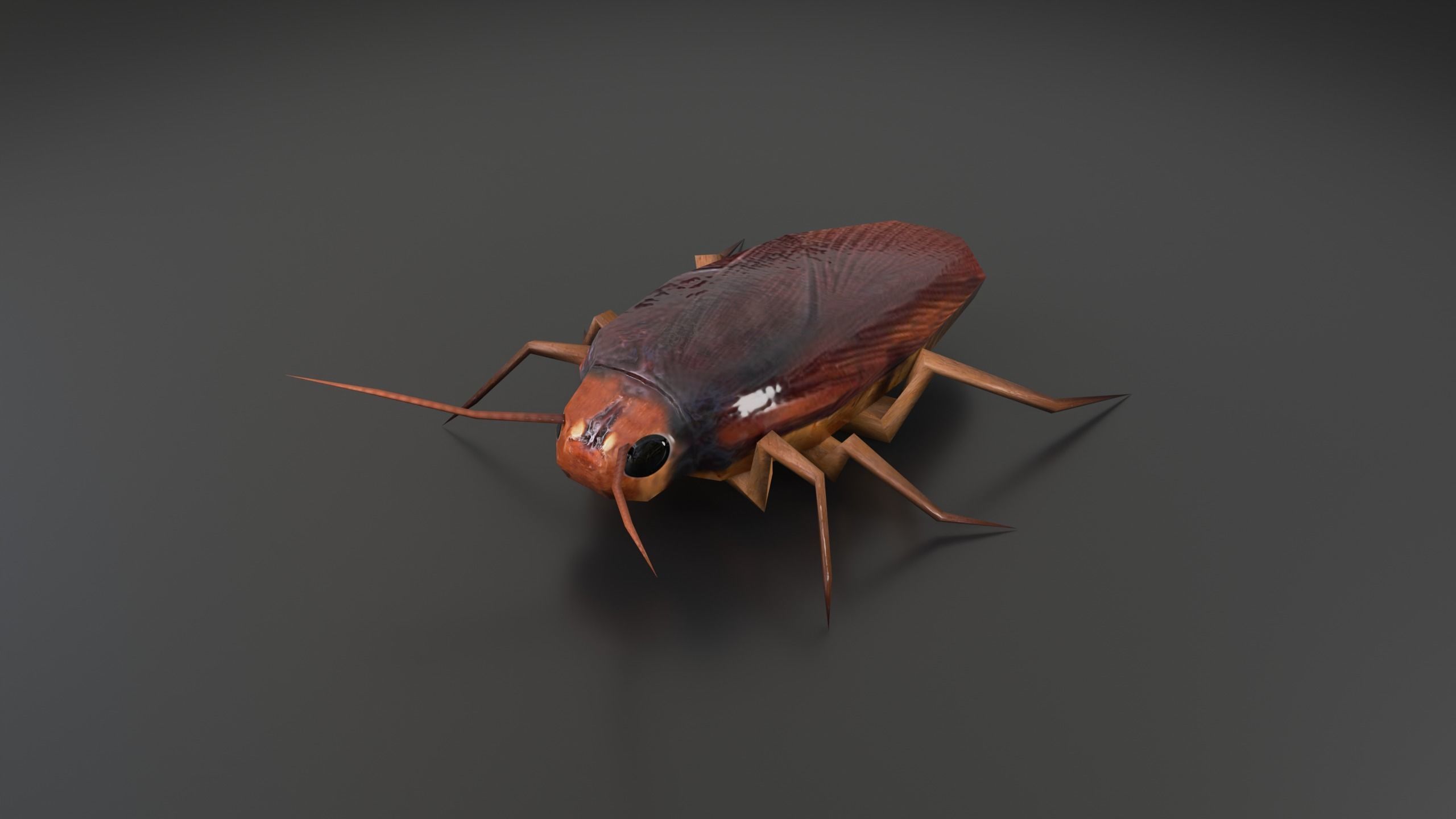 3D model Cockroach VR / AR / low-poly | CGTrader