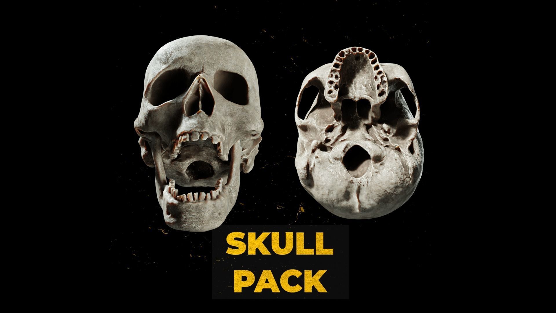 Human Skull Pack - Free Sample free 3D model | CGTrader