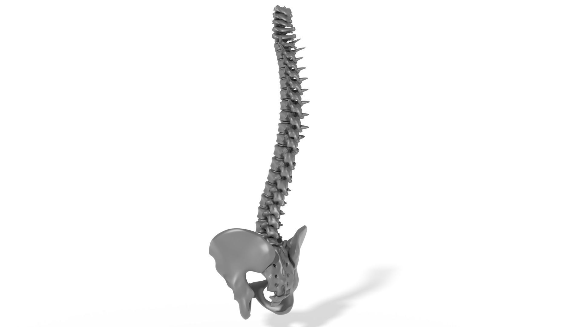 Human spine backbone stl 3D model 3D printable | CGTrader