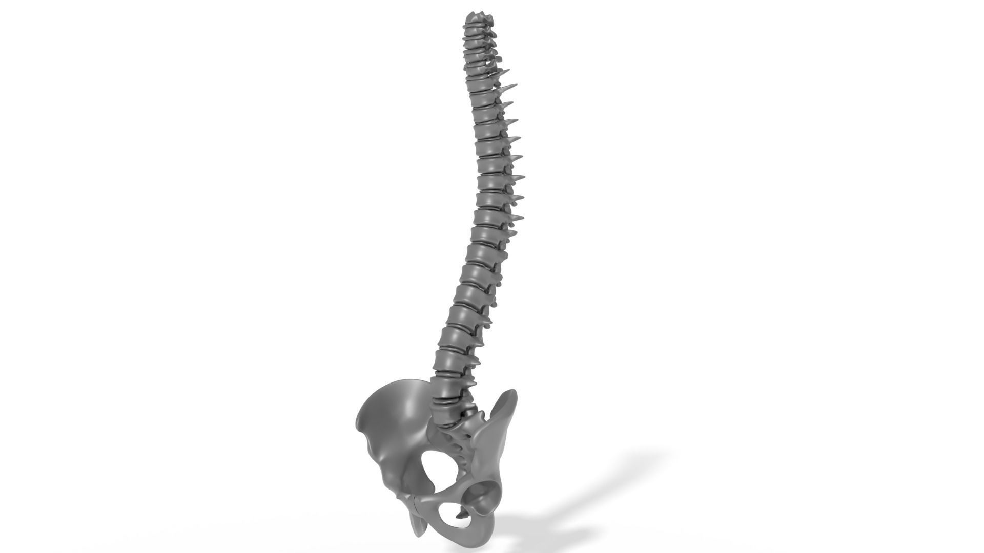 Human spine backbone stl 3D model 3D printable | CGTrader