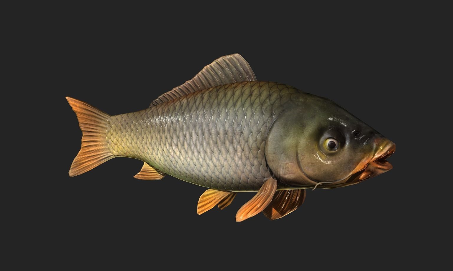 3D model animated carp fish VR / AR / low-poly | CGTrader