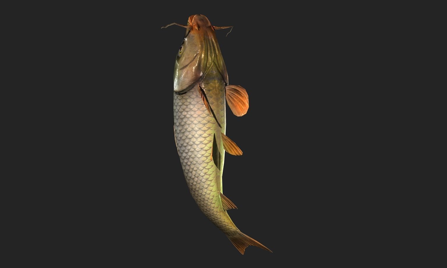 3D model animated carp fish VR / AR / low-poly | CGTrader