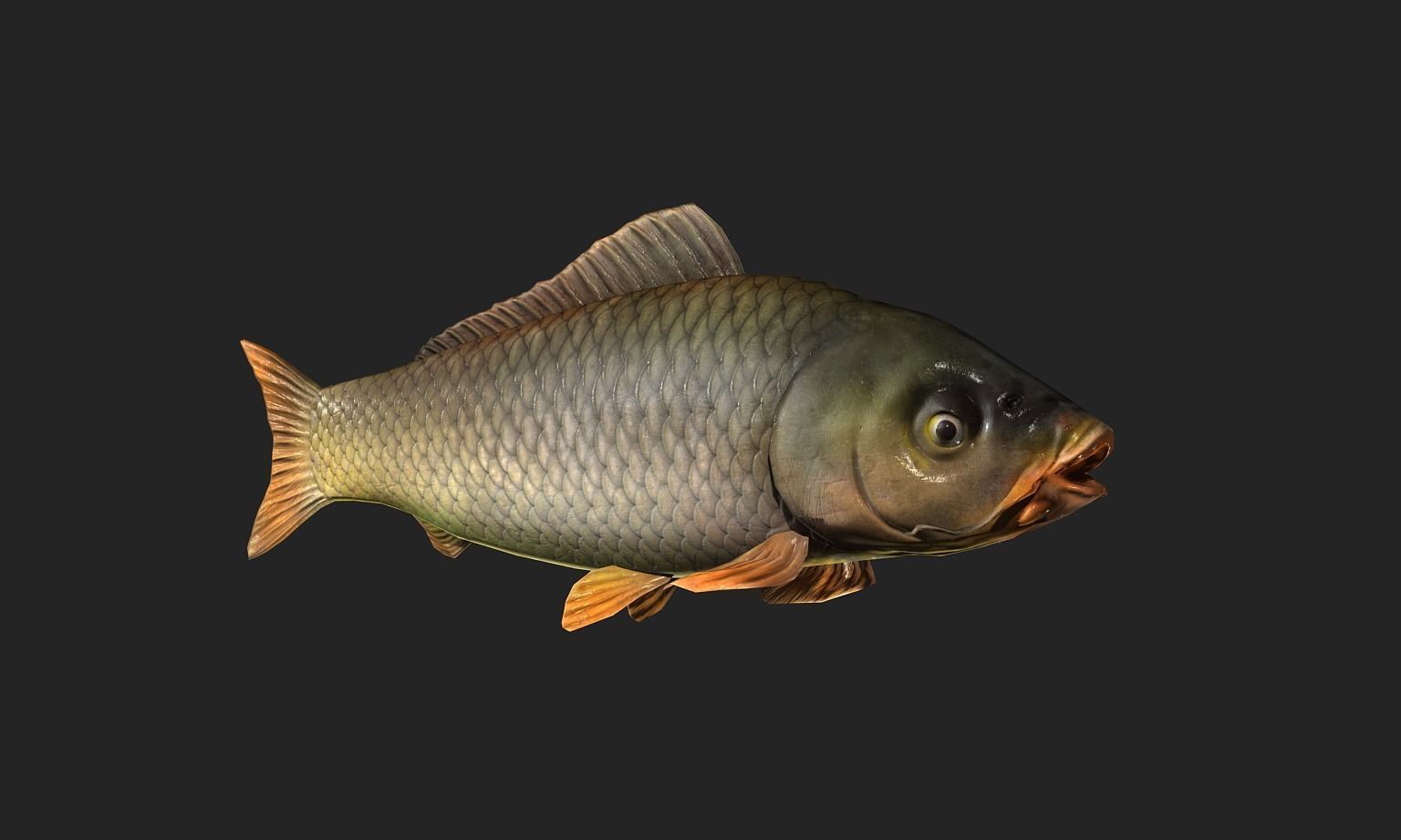3D model animated carp fish VR / AR / low-poly | CGTrader