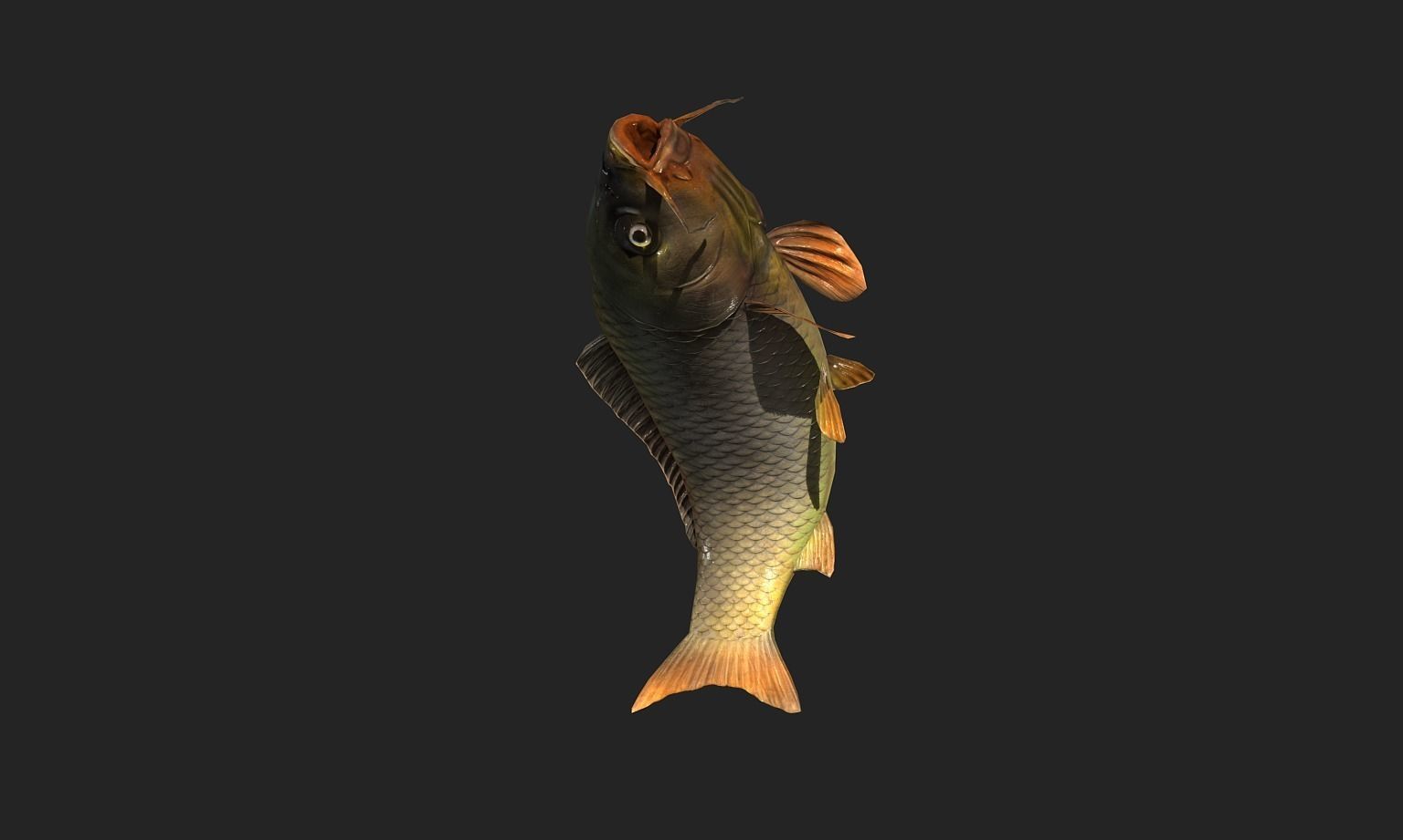 3D model animated carp fish VR / AR / low-poly | CGTrader