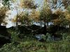 Forest Scene 2 3D model | CGTrader