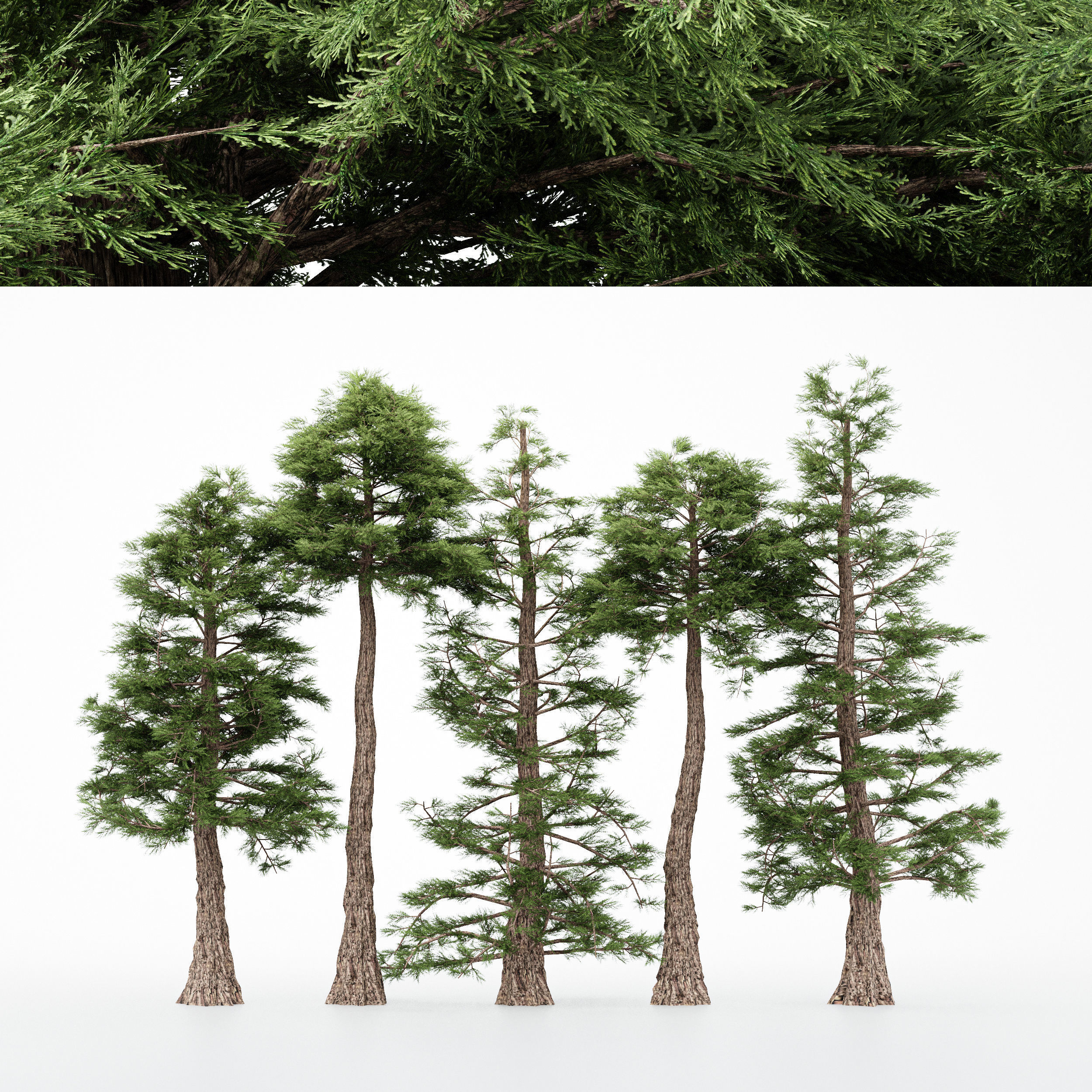 5 diffrent tree Western Red Cedar 3D model | CGTrader