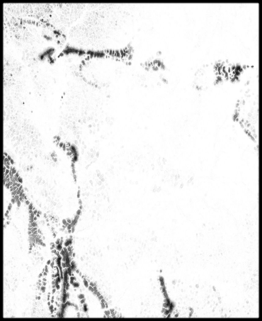 Gabon High resolution 12k cavity map Texture | CGTrader