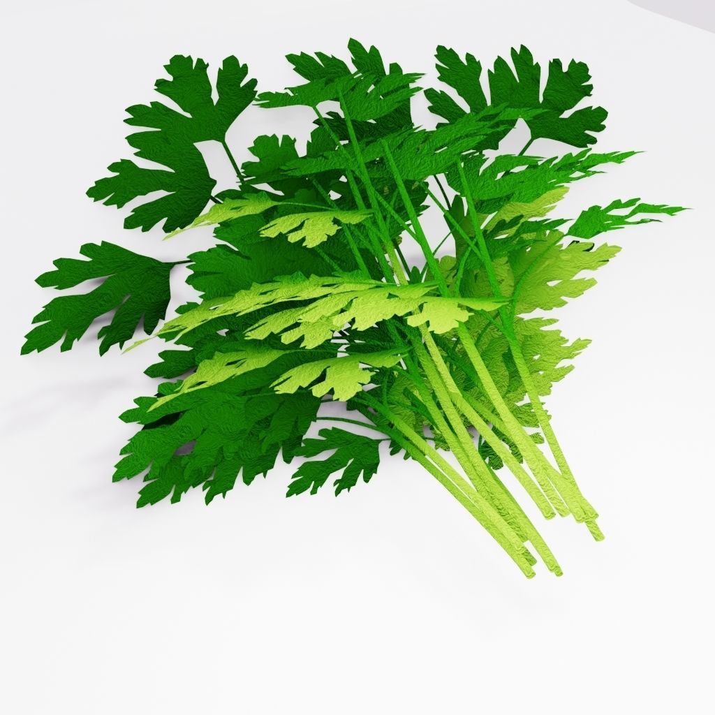 3D model Cilantro parsley VR / AR / low-poly | CGTrader