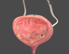 Bladder 3D Models | CGTrader