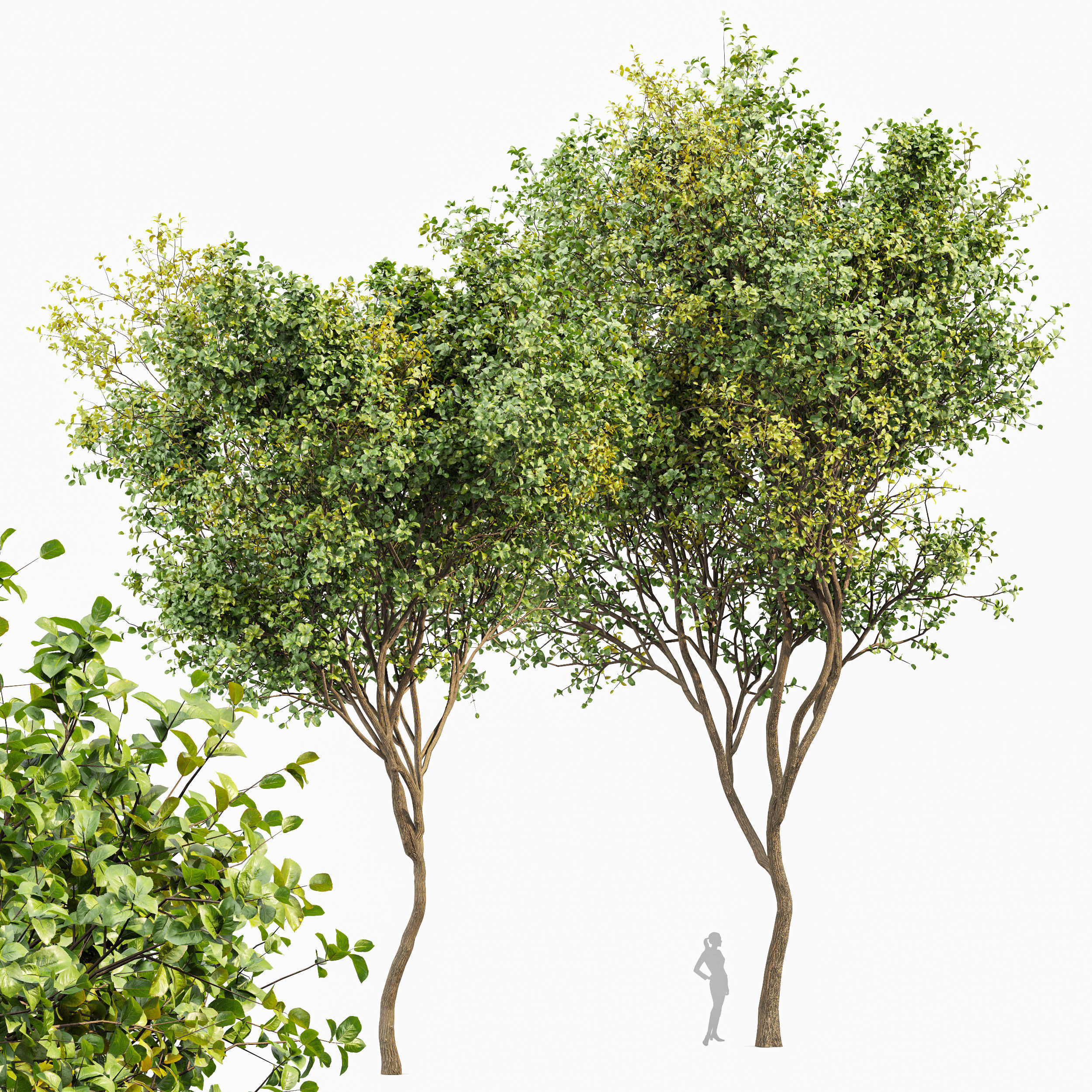Beautiful 2Trees Bush Leaf 3D model | CGTrader