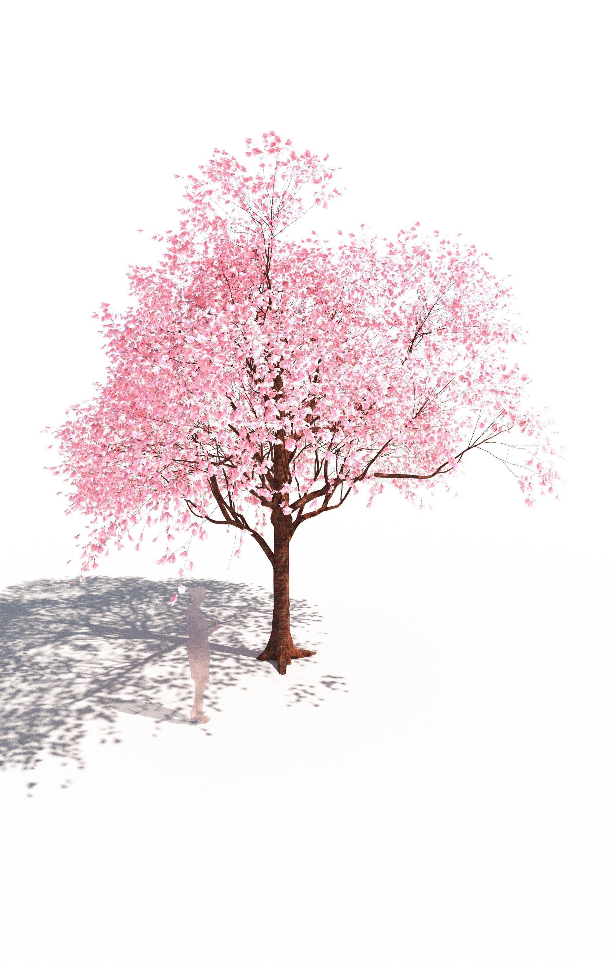Flowering cherry tree prunus avium B 3D model | CGTrader