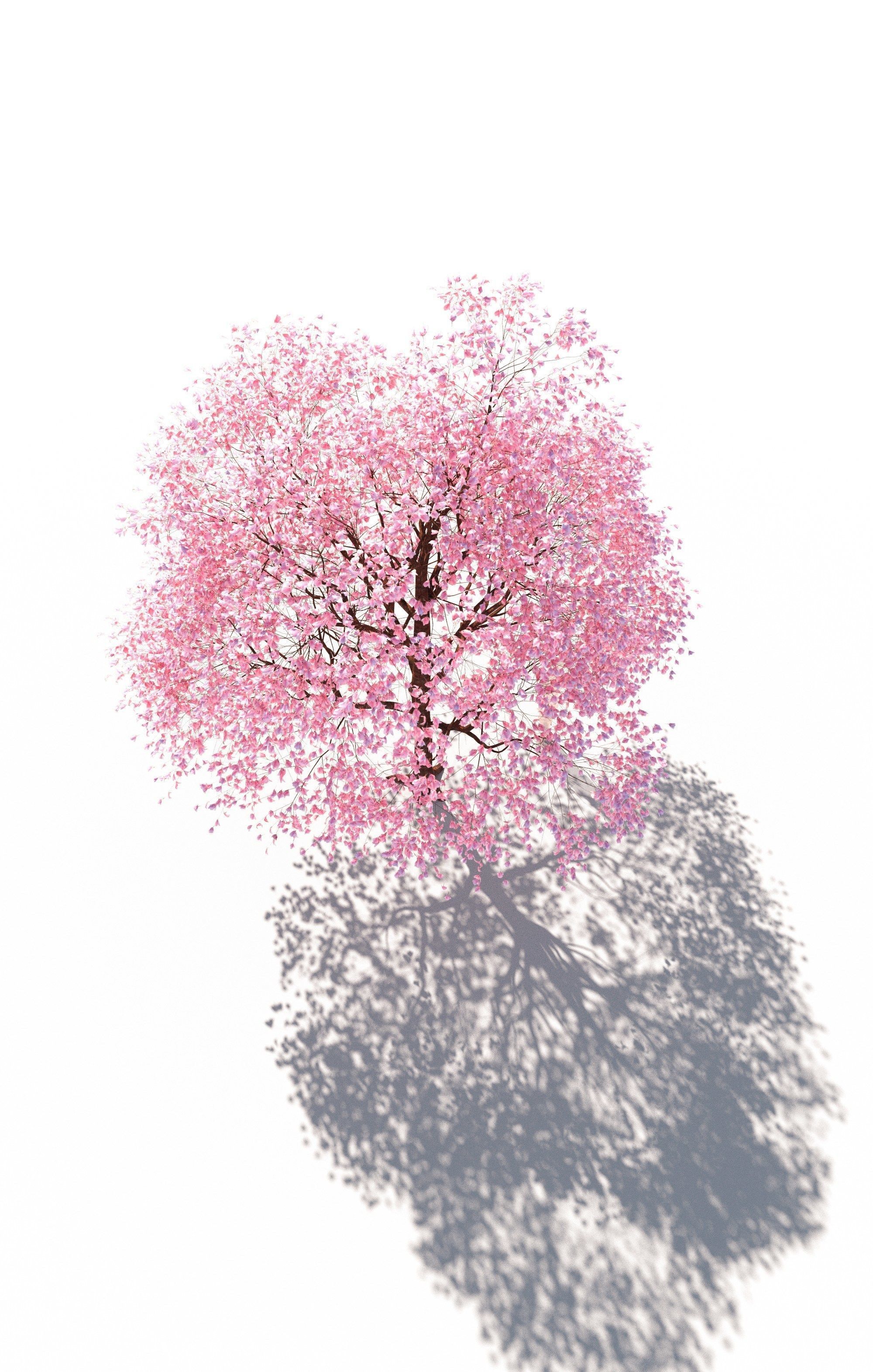 Flowering cherry tree prunus avium B 3D model | CGTrader