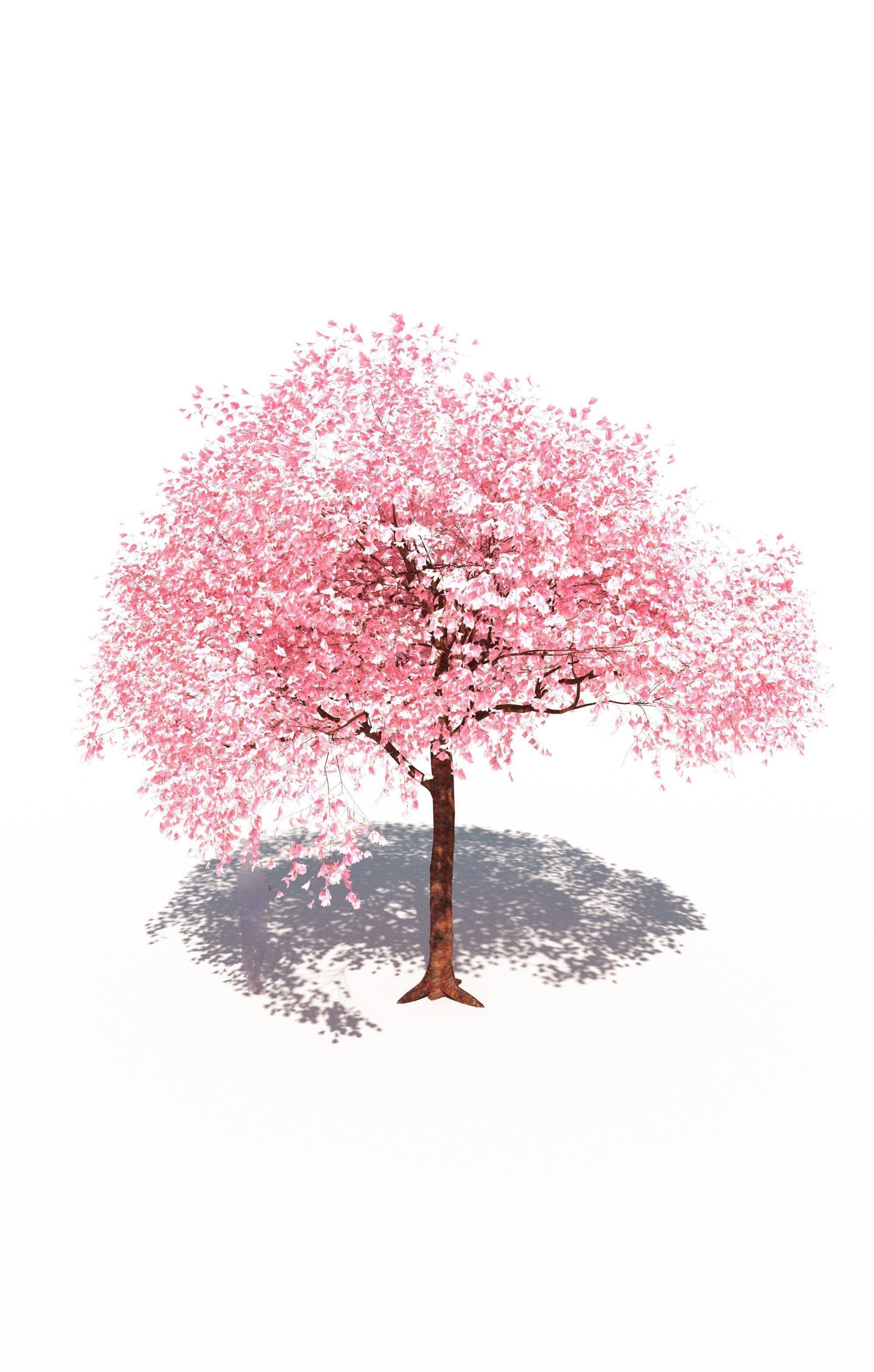 Flowering cherry tree prunus avium A 3D model | CGTrader
