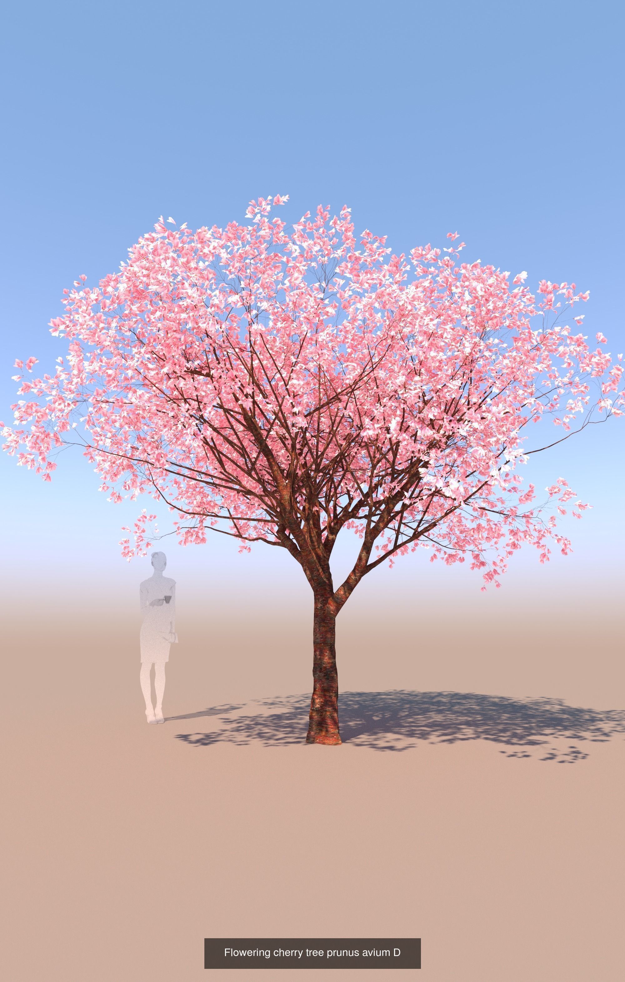 Flowering cherry trees prunus avium 3D Model Collection | CGTrader