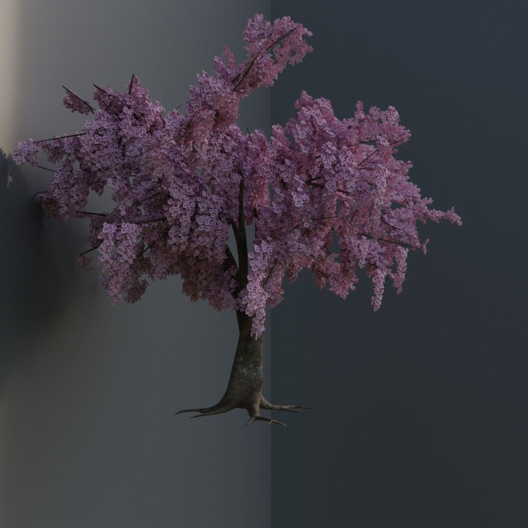 Large sakura tree 01 3D model | CGTrader